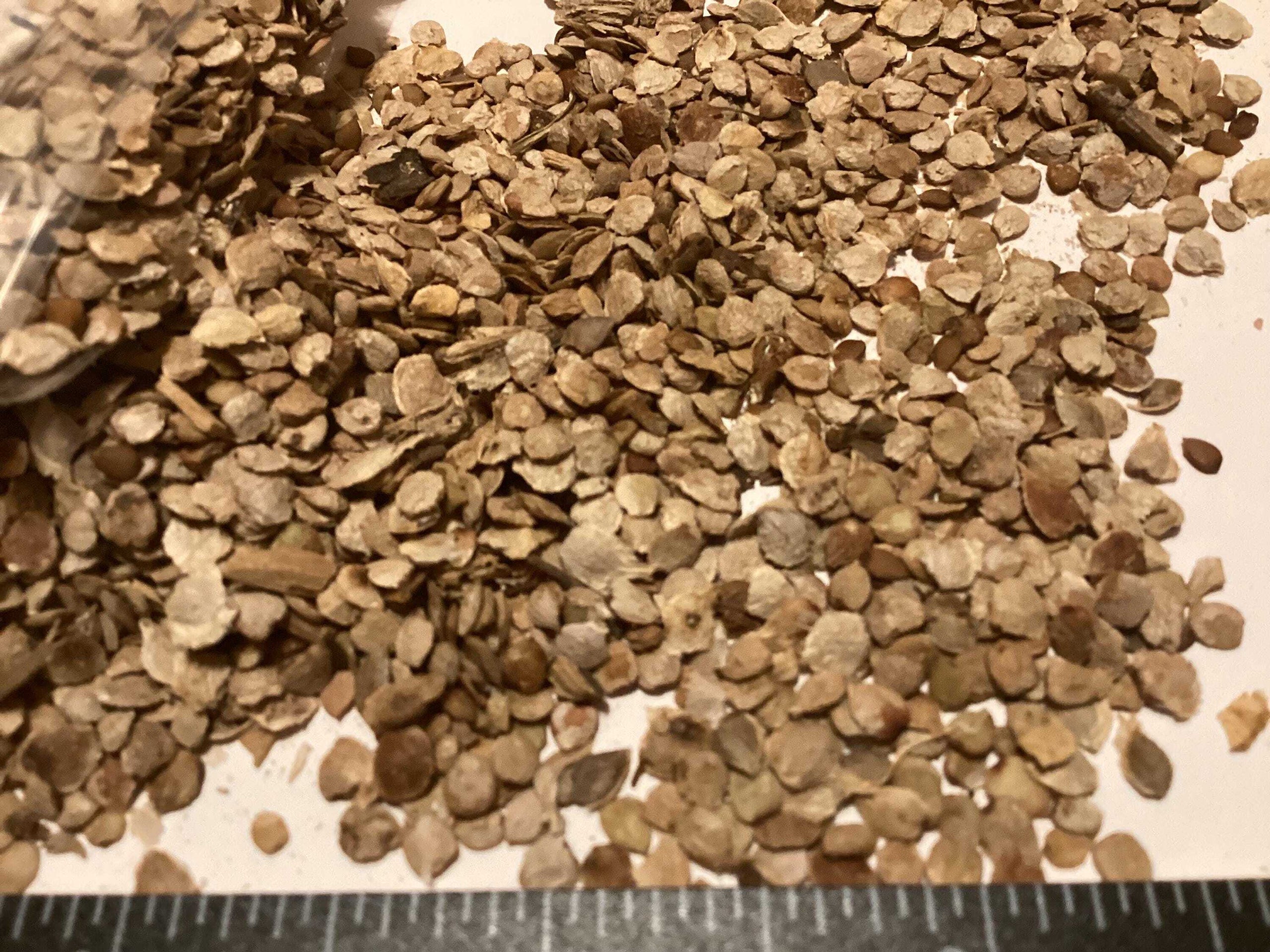 Dwarf Elm Tree Seeds (ULMUS PUMILA) (Asiatic Elm) (Siberian Elm ...