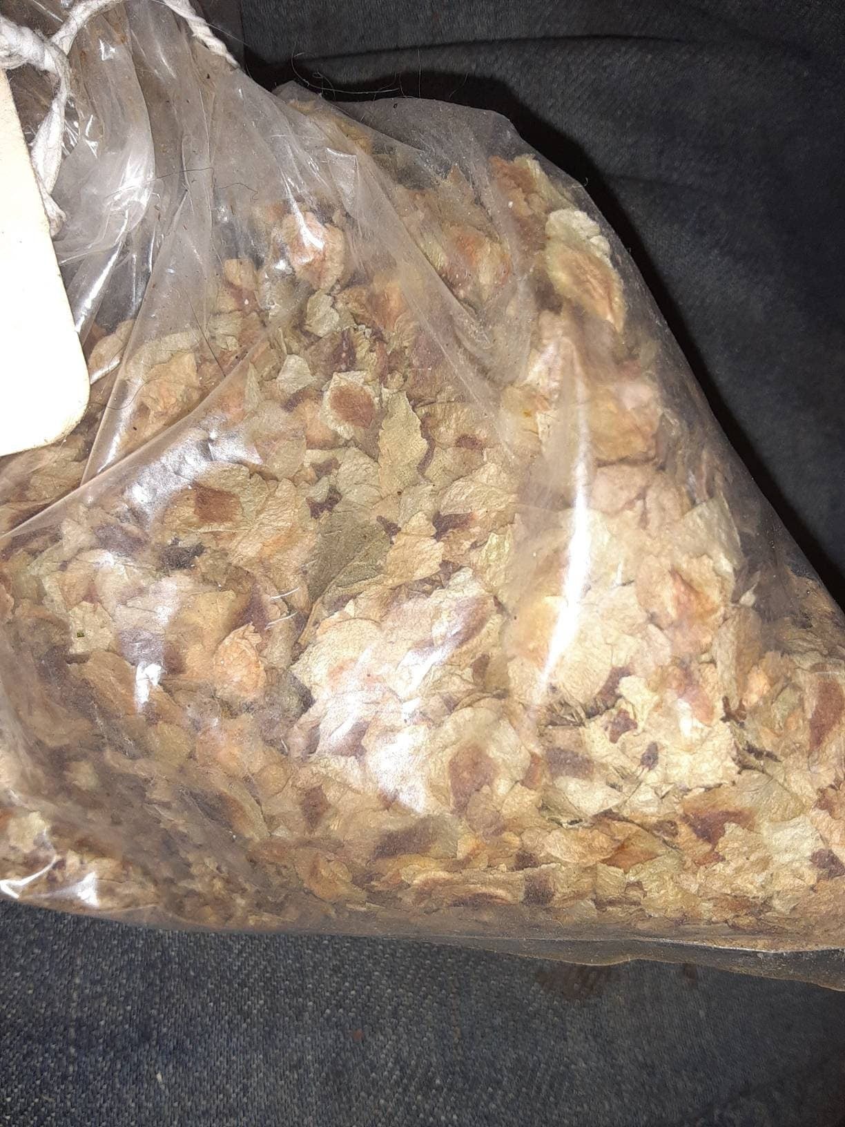 David Elm Tree Seeds (Ulmus Davidiana) (Japanese Elm) | TreeSeedMan.Com ...