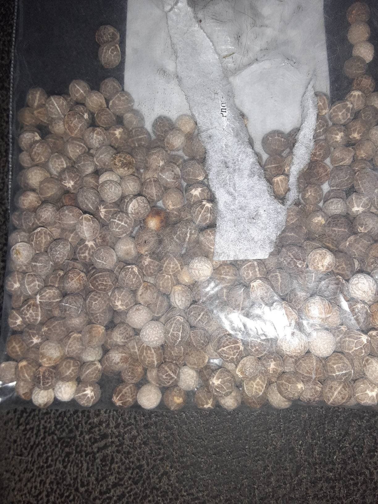 European Hackberry Tree Seeds | TreeSeedMan.Com TREE, SHRUB & FLOWER ...