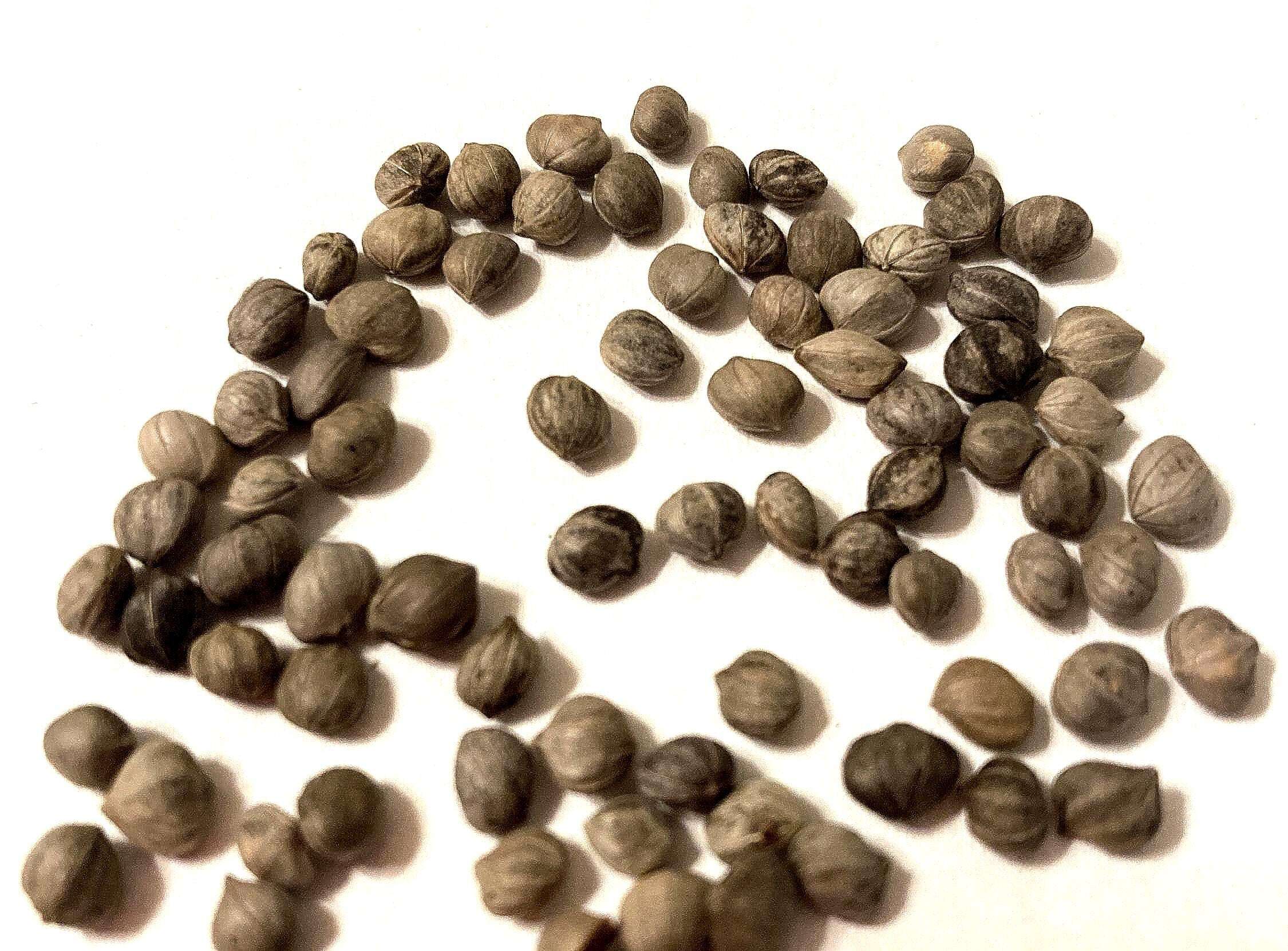 Siberian Dogwood Tree Seeds (CORNUS ALBA SIBIRICA) (White Dogwood ...