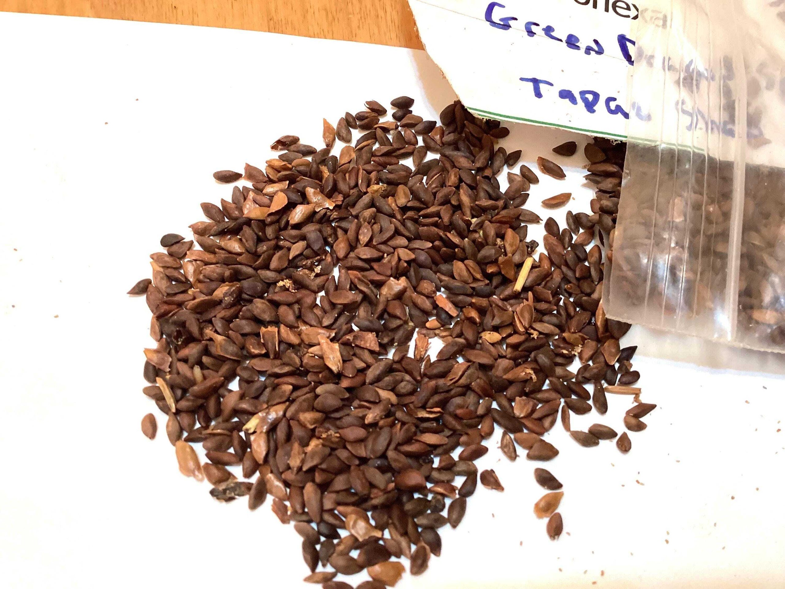 Green Dragon Spruce Tree Seeds (PICEA RETROFLEXA) (Brush Needle Spruce ...