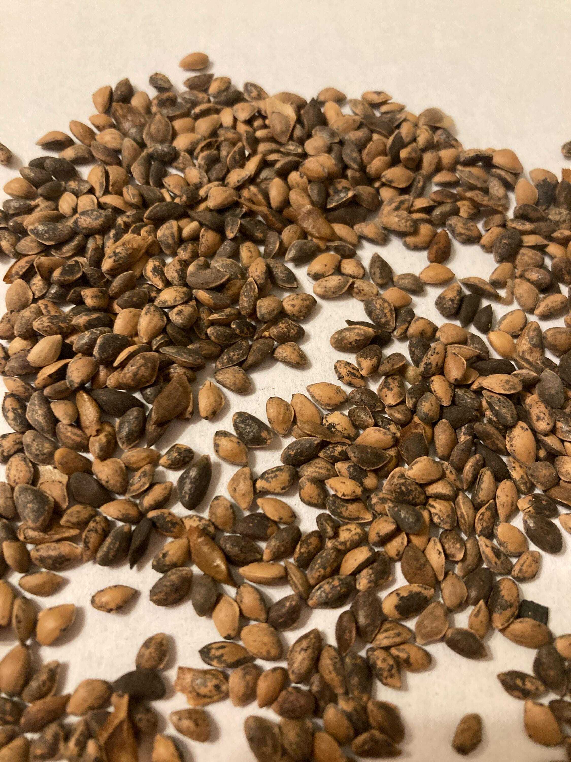 Morinda Spruce Tree Seeds (PICEA MORINDA SMITHIANA) (West Himalayan ...