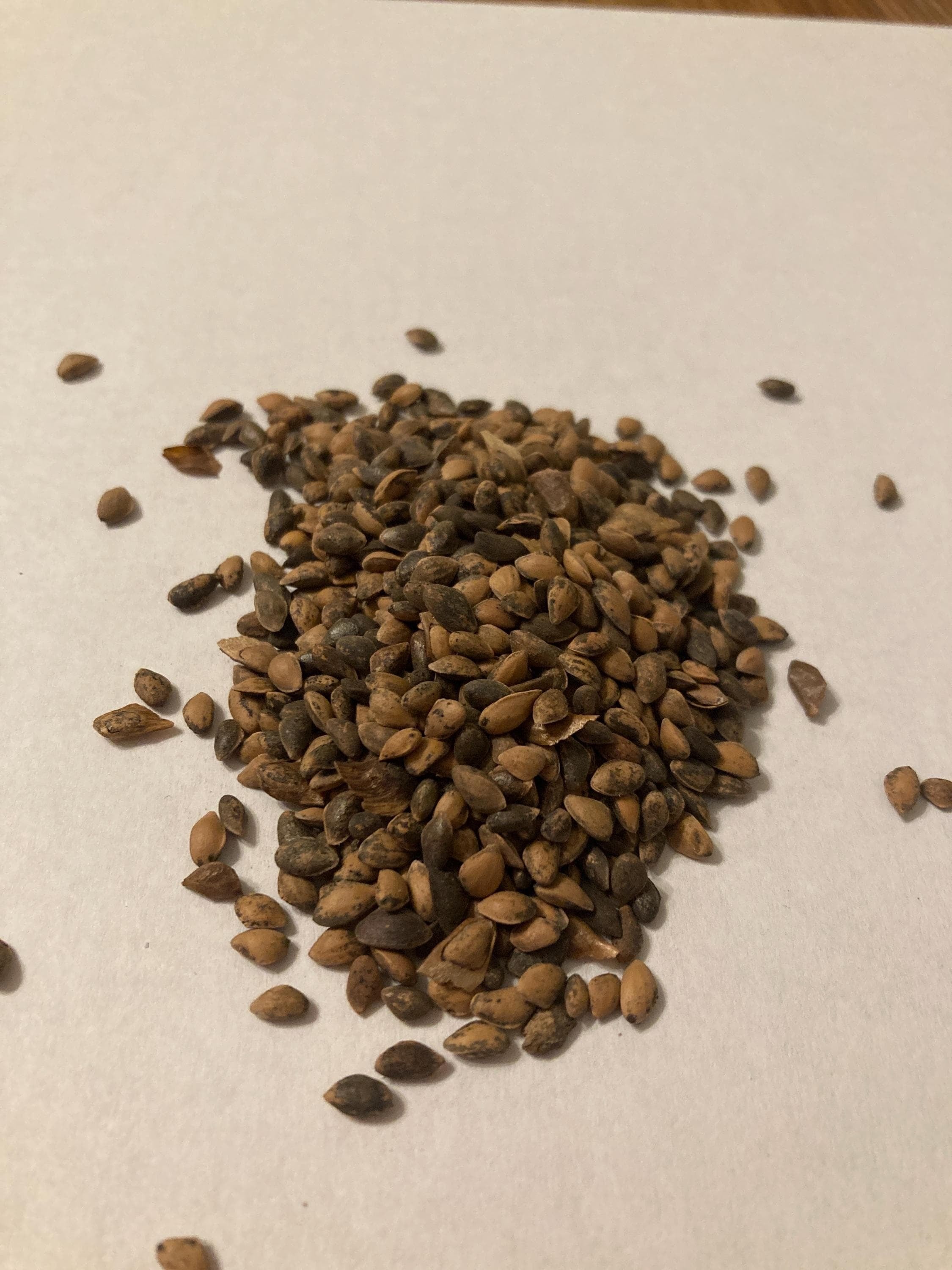 Western Himalayan Spruce Tree Seeds (PICEA MORINDA SMITHIANA) (Morinda ...