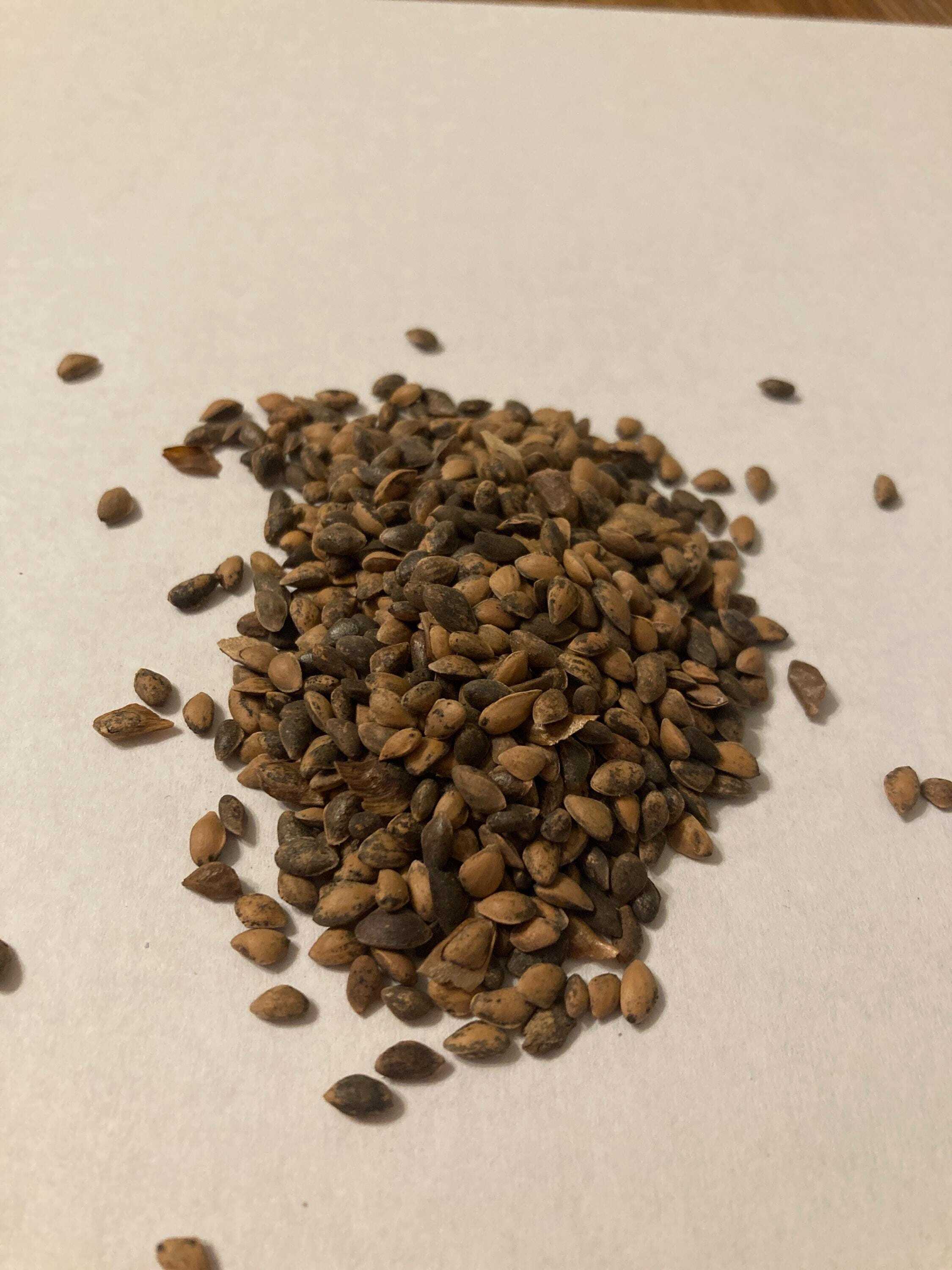 Western Himalayan Spruce Tree Seeds (PICEA MORINDA SMITHIANA) (Morinda ...