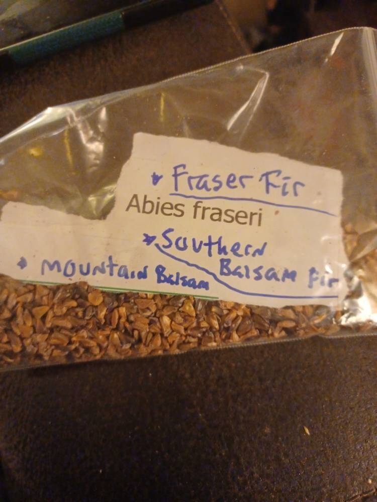 Southern Balsam Tree Seeds (ABIES FRASERI) (Fraser Fir) | TreeSeedMan ...