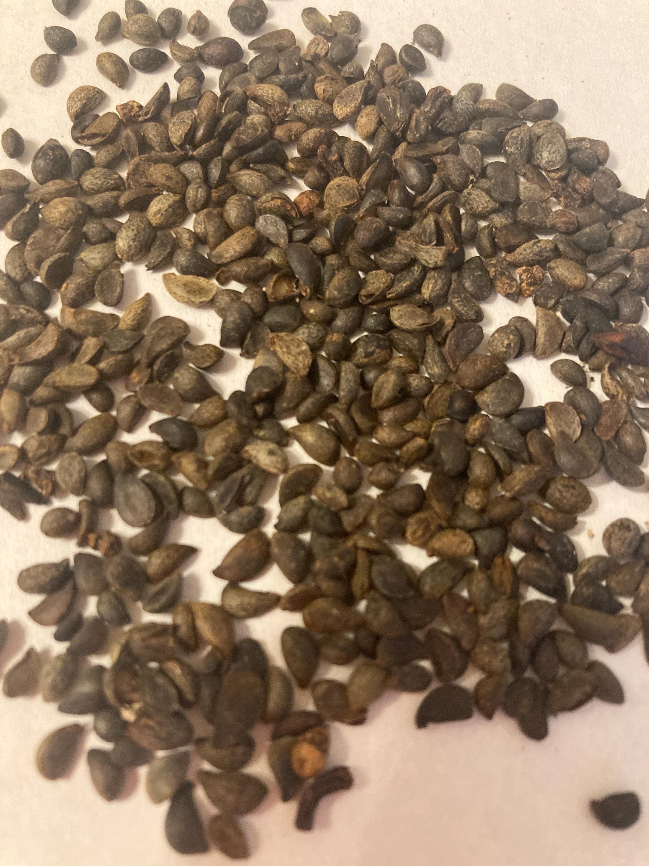 Callery Pear Tree Seeds (PYRUS CALLERYANA) (Bradford Pear ...