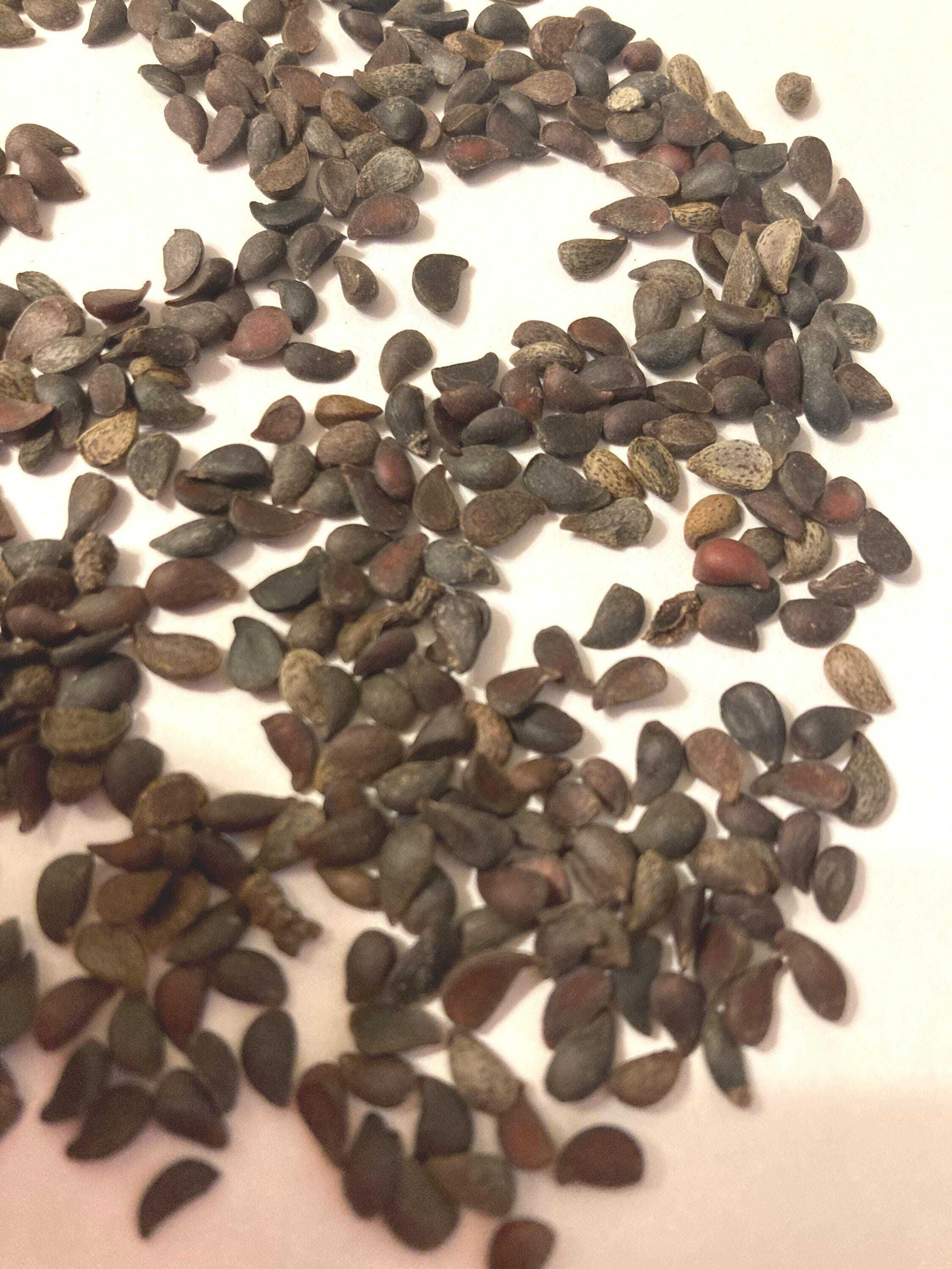 Birchleaf Pear Tree Seeds (PYRUS BETULIFOLIA) | TreeSeedMan.Com TREE ...