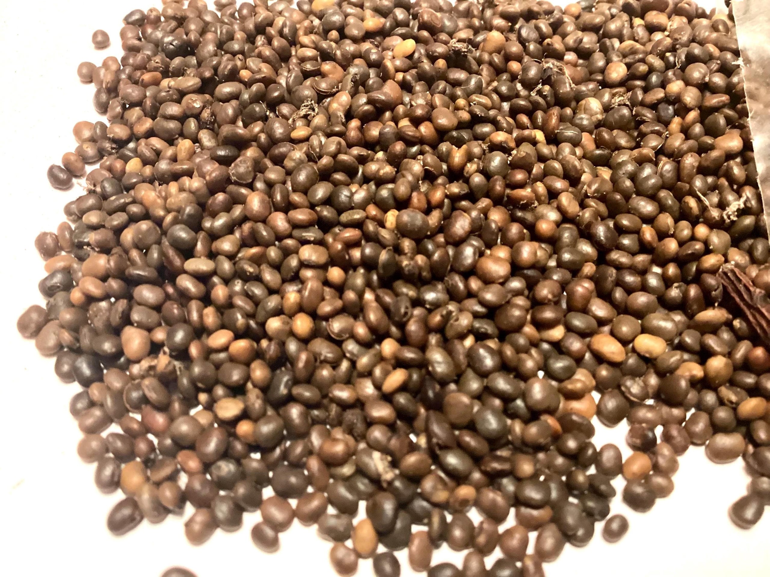 Flameleaf Sumac Tree Seeds (RHUS COPALLINA) (Winged Sumac) (Shining ...