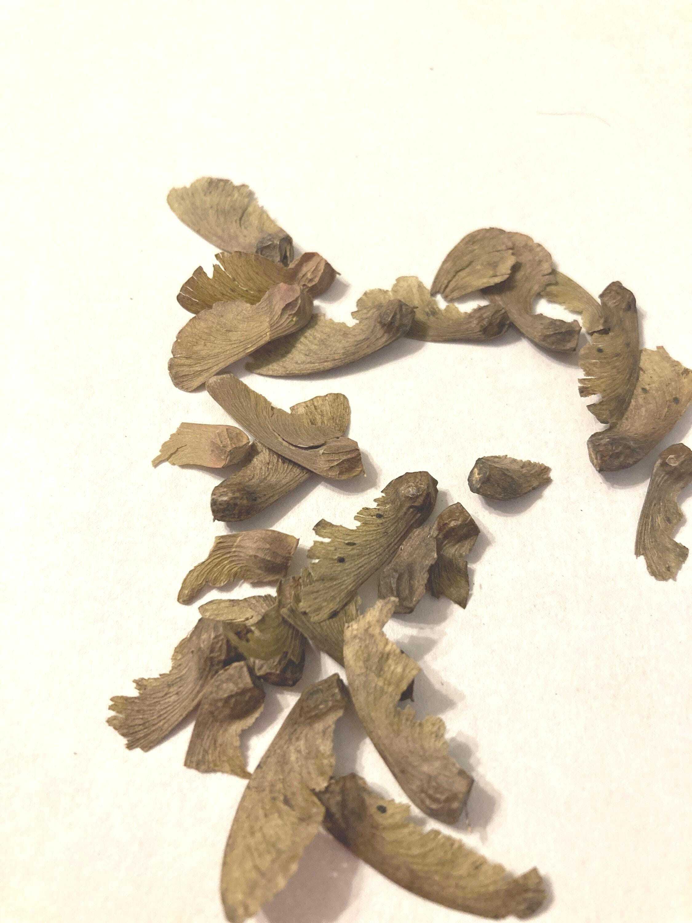 Thunder Japanese Maple Tree Seeds (ACER PALMATUM "Inazuma Dry Seed ...
