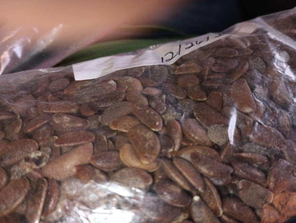 Date Plum Persimmon Tree Seeds (Diospyros Lotus) (Date-Plum ...