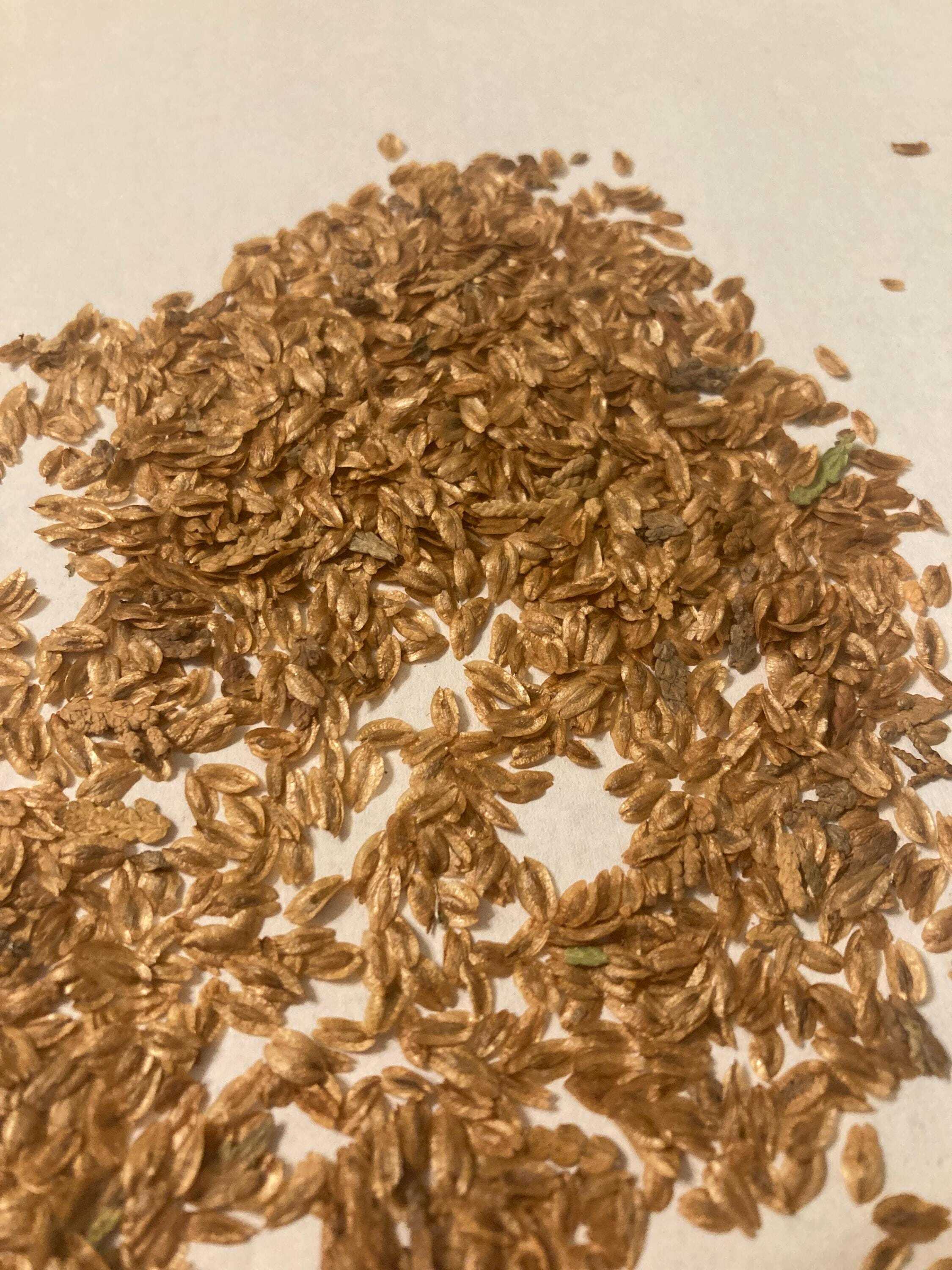 Eastern White-Cedar Tree seeds (THUJA OCCIDENTALIS) (Northern White ...