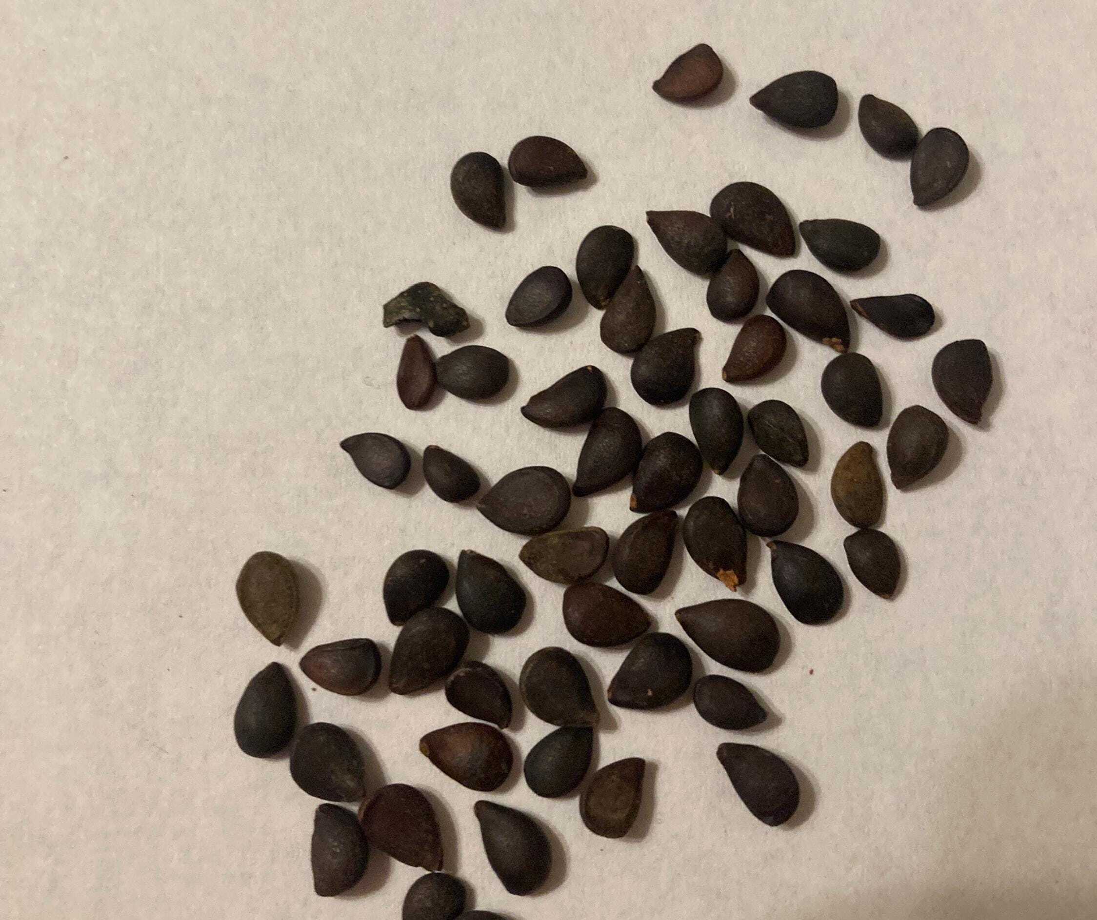 Orange Pear Tree Seeds (PYRUS PHAEOCARPA) (Dusky Pear) | TreeSeedMan ...