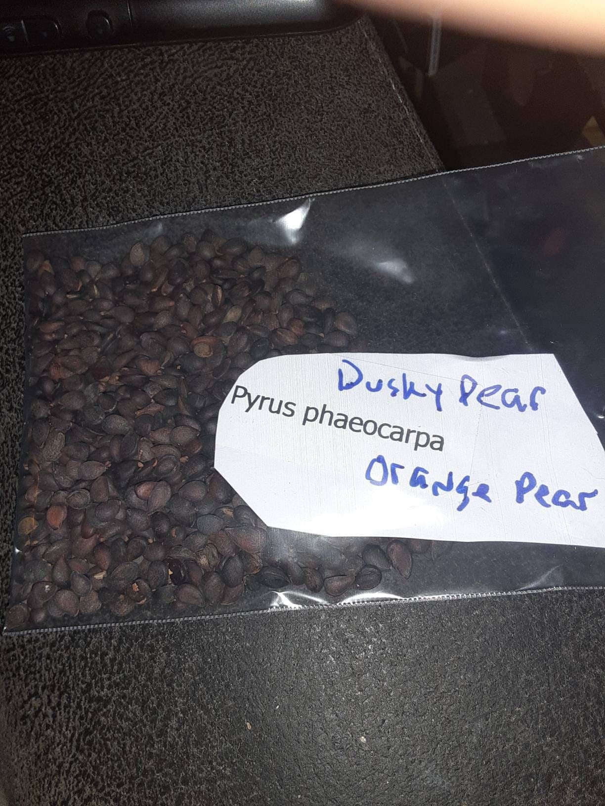Dusky Pear Tree Seeds ((pyrus phaeocarpa)) | TreeSeedMan.Com TREE ...