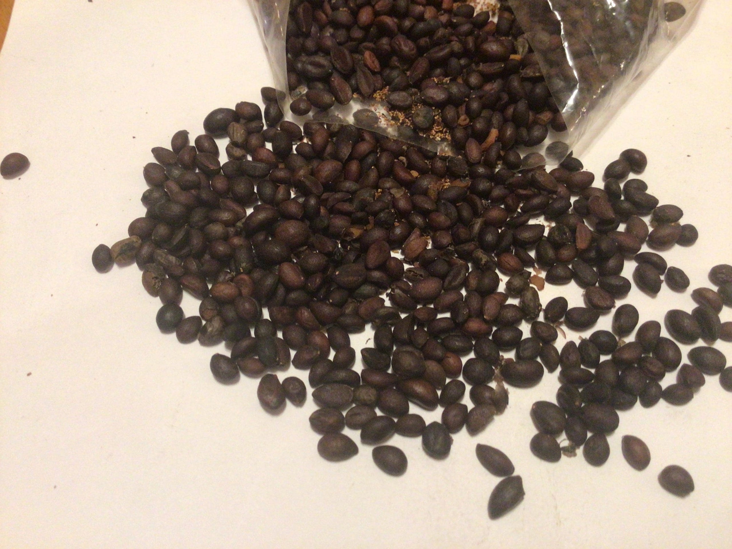 European Privet Shrub Seeds (LIGUSTRUM VULGARE) (Common Privet ...