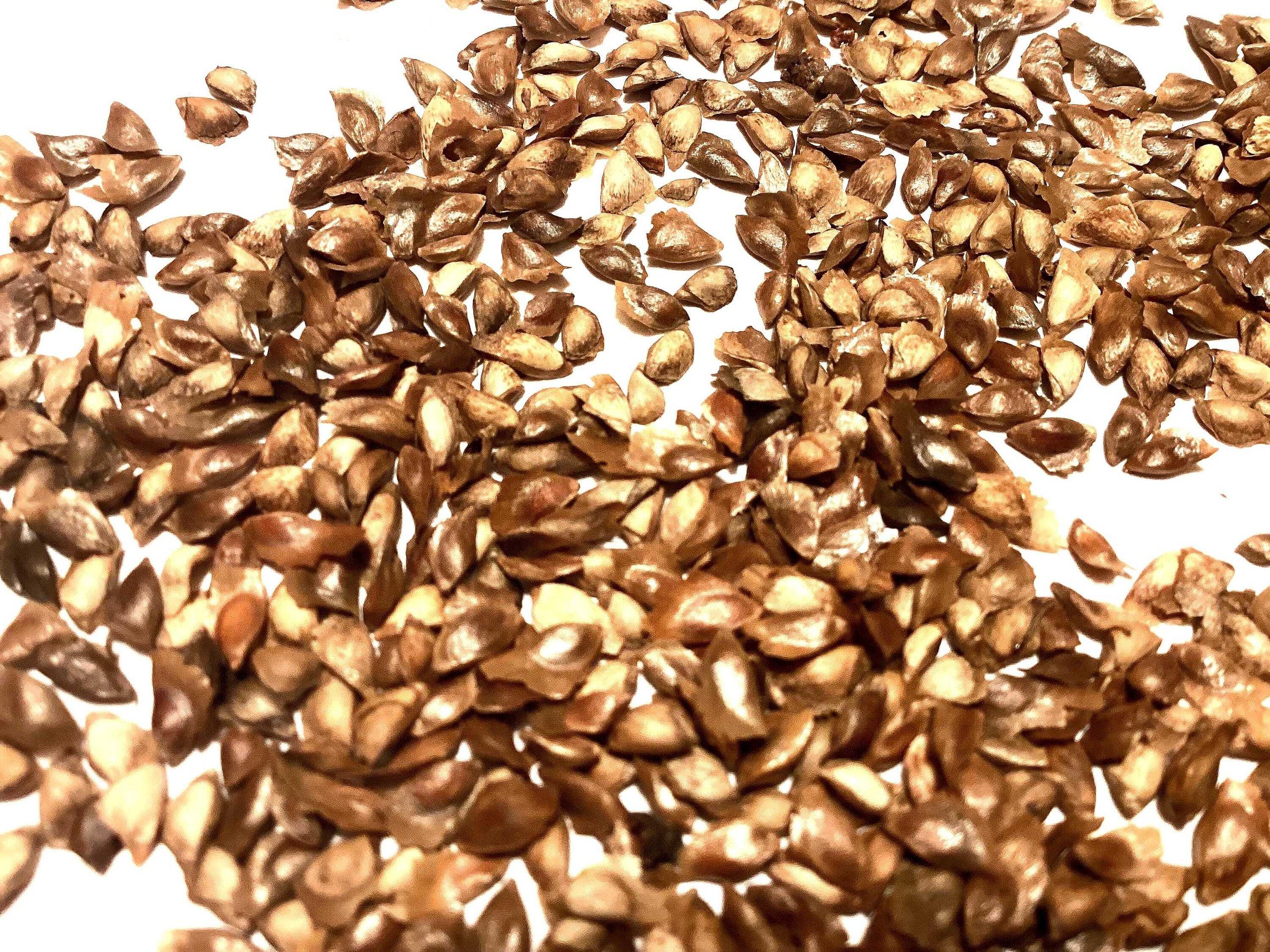 Japanese Larch Tree Seeds (LARIX KAEMPFERI) | TreeSeedMan.Com TREE ...