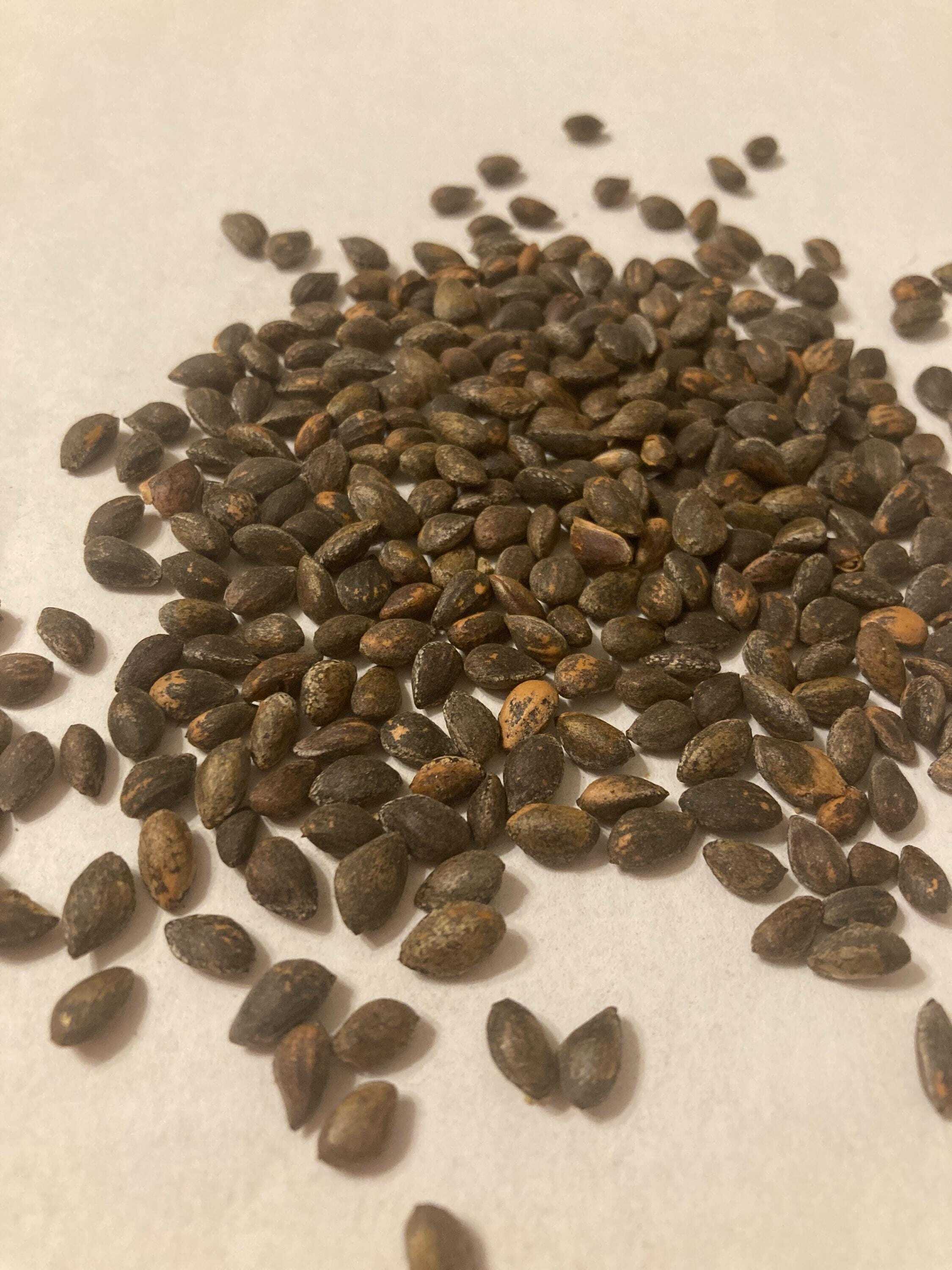 Mondell Pine Tree Seeds (PINUS ELDARICA) (Afghan Pine Desert Pine ...