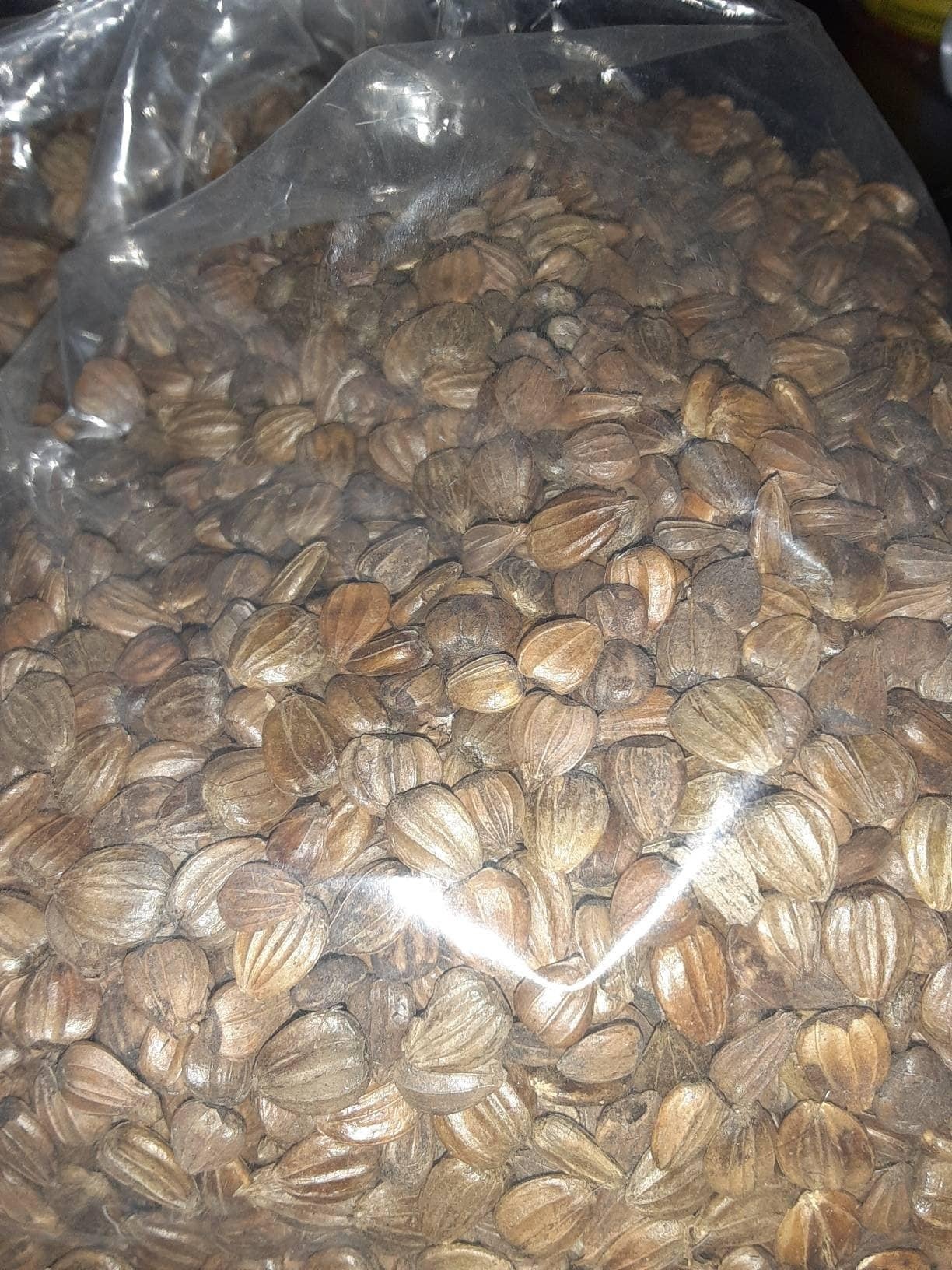 Hornbeam Tree Seeds (Carpinus Betulus) (European Hornbeam ...