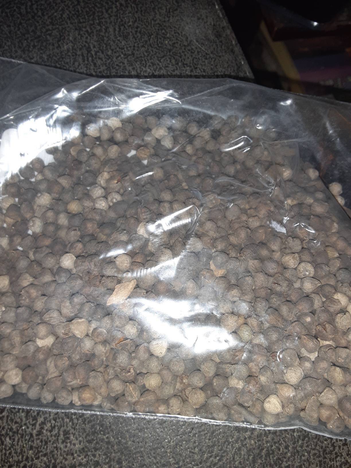 Chinese Zelkova Tree sSeeds (ZELKOVA SINICA) | TreeSeedMan.Com TREE ...