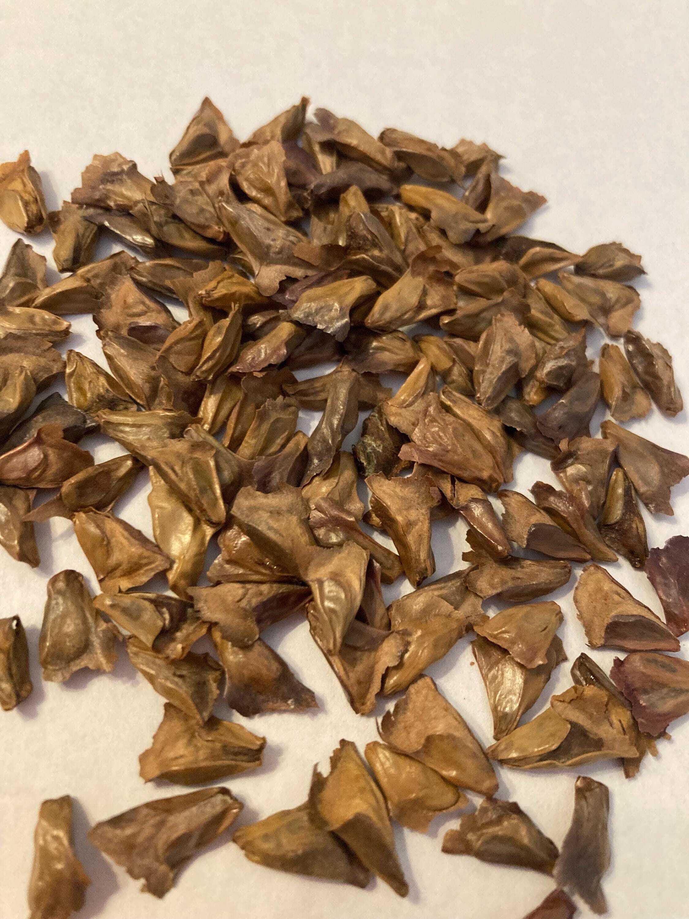 Turkish Fir Tree Seeds (ABIES BORNMULLERIANA) (Bornmuller fir, Cadillac ...