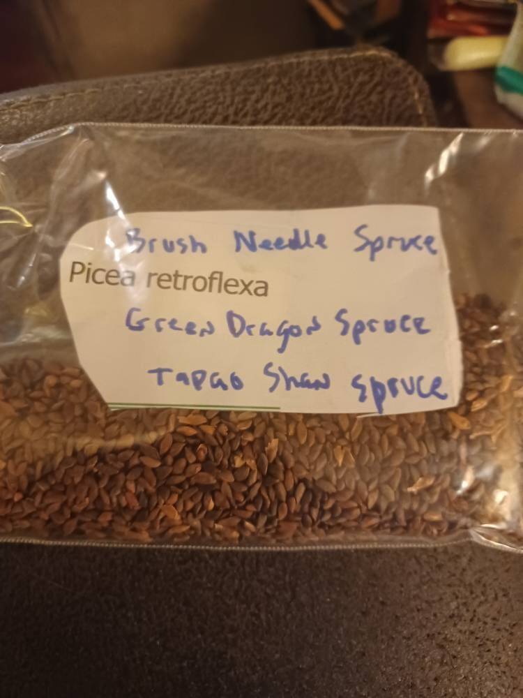 Tapao Shaw Spruce Tree Seeds (PICEA RETROFLEXA) | TreeSeedMan.Com TREE ...