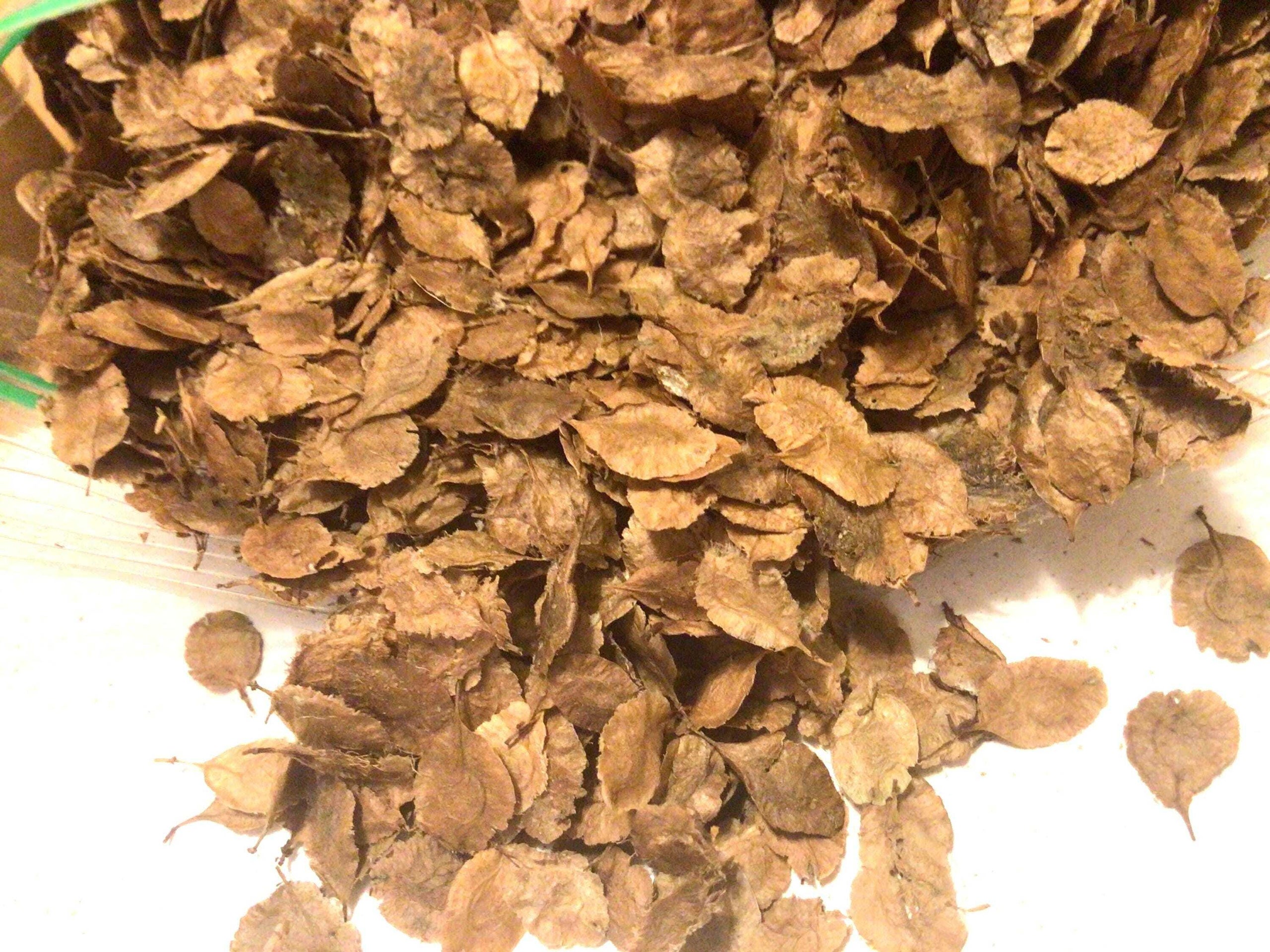 Chinese Elm Tree Seeds (ULMUS PARVIFOLIA) (Lacebark Elm) | TreeSeedMan ...