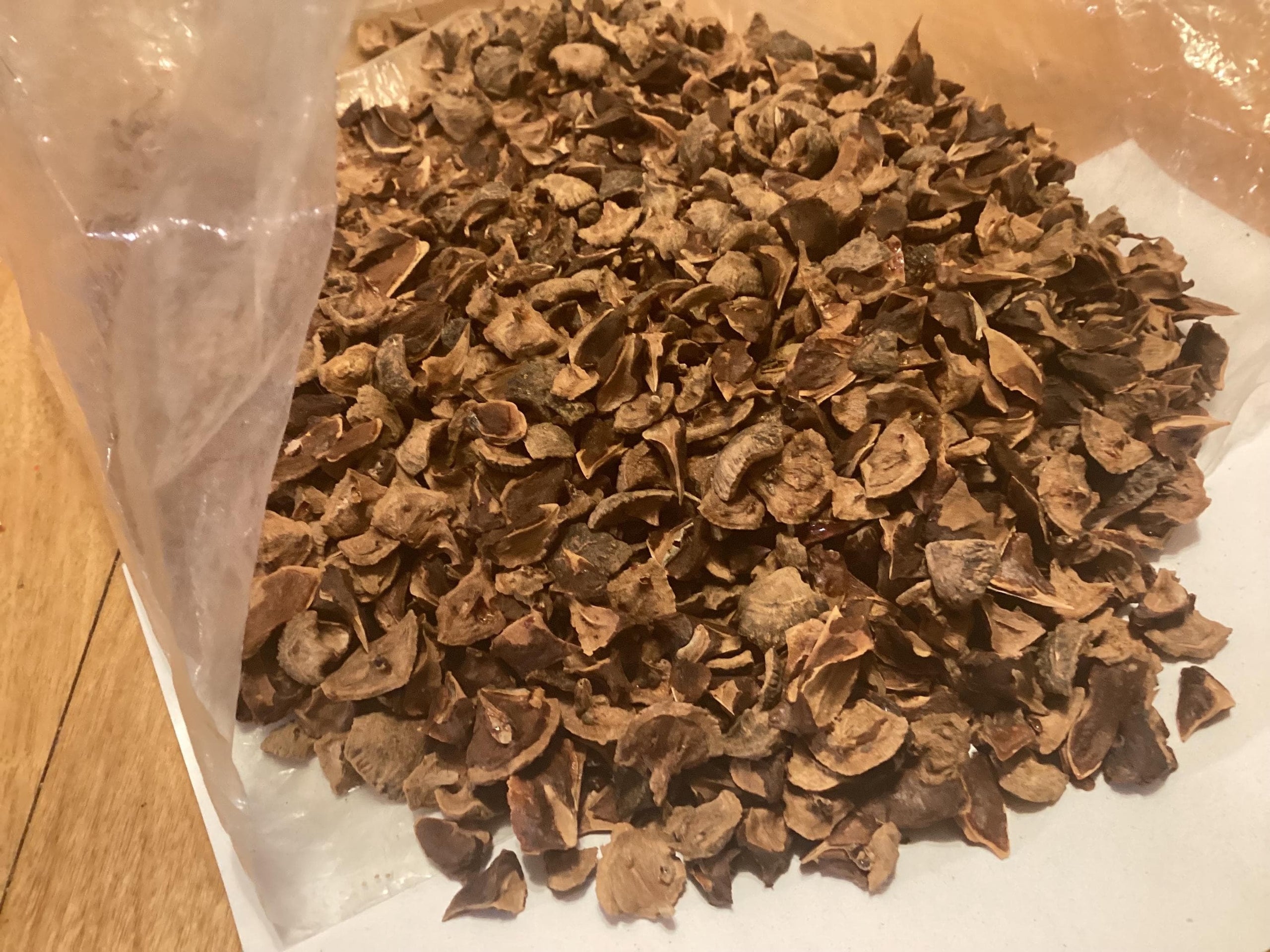 Bald Cypress Tree Seeds (TAXODIUM DISTICHUM) | TreeSeedMan.Com TREE ...