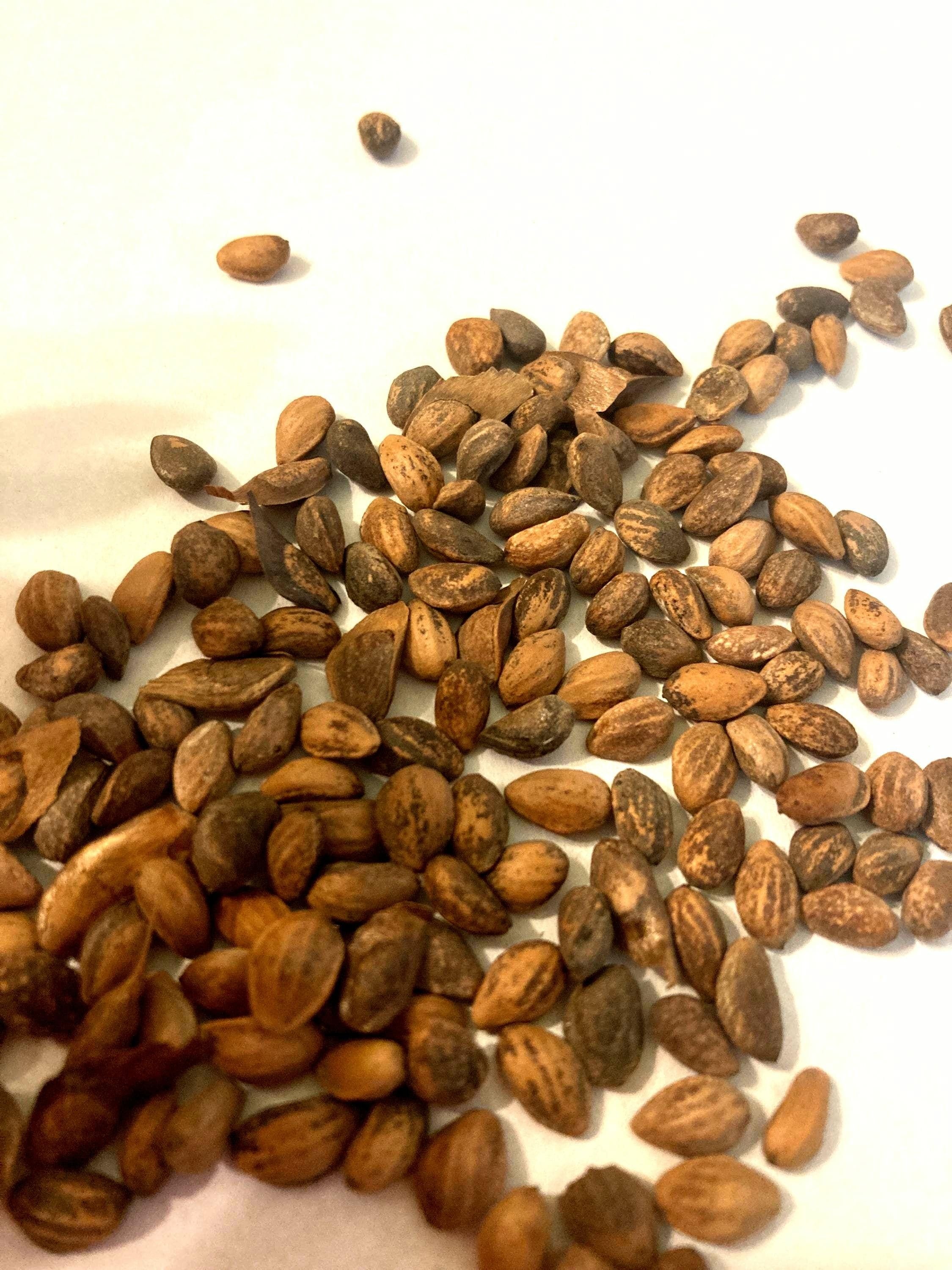 Brutia PineTree Seeds (PINUS HALEPENSIS BRUTIA) (Turkish Pine ...