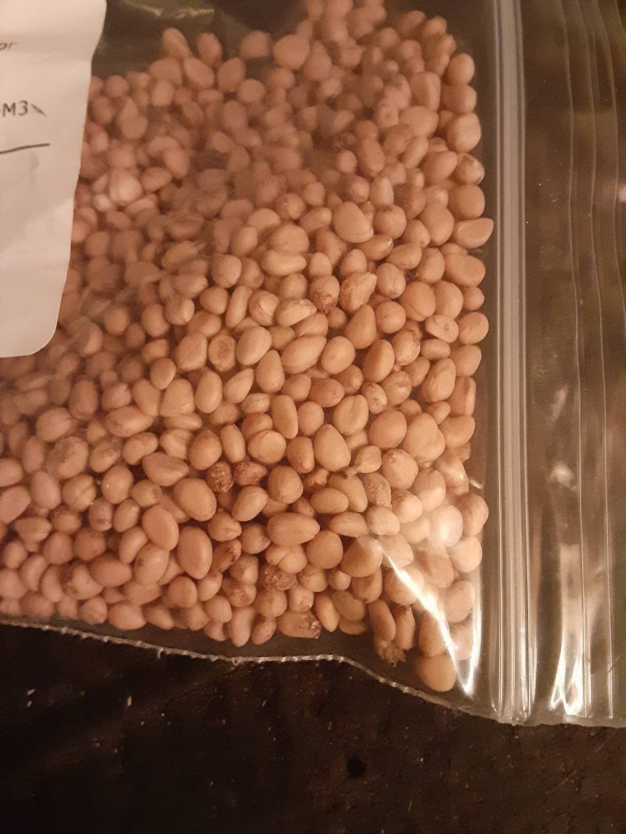 Evergreen Dogwood Tree Seeds ( CORNUS CAPITATA ) | TreeSeedMan.Com TREE ...