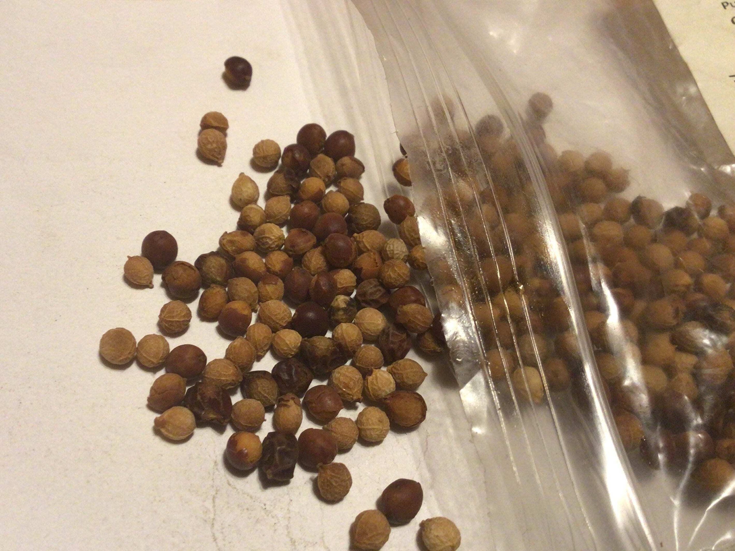 Smooth Hackberry Tree Seeds (CELTIS PLANCHONIANA) | TreeSeedMan.Com ...