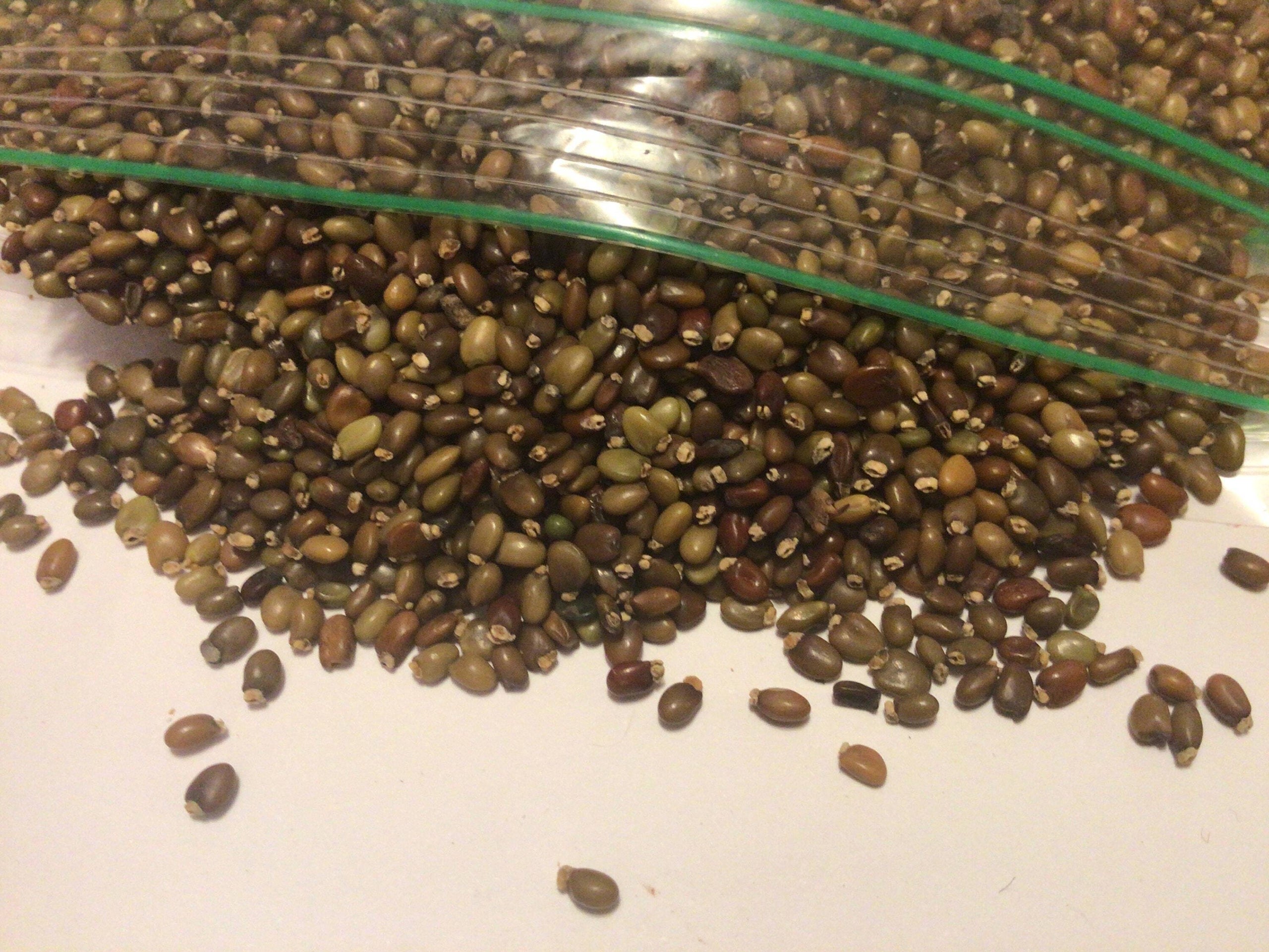 Scotch Broom Shrub Seeds (CYTISUS SCOPARIUS) | TreeSeedMan.Com TREE ...