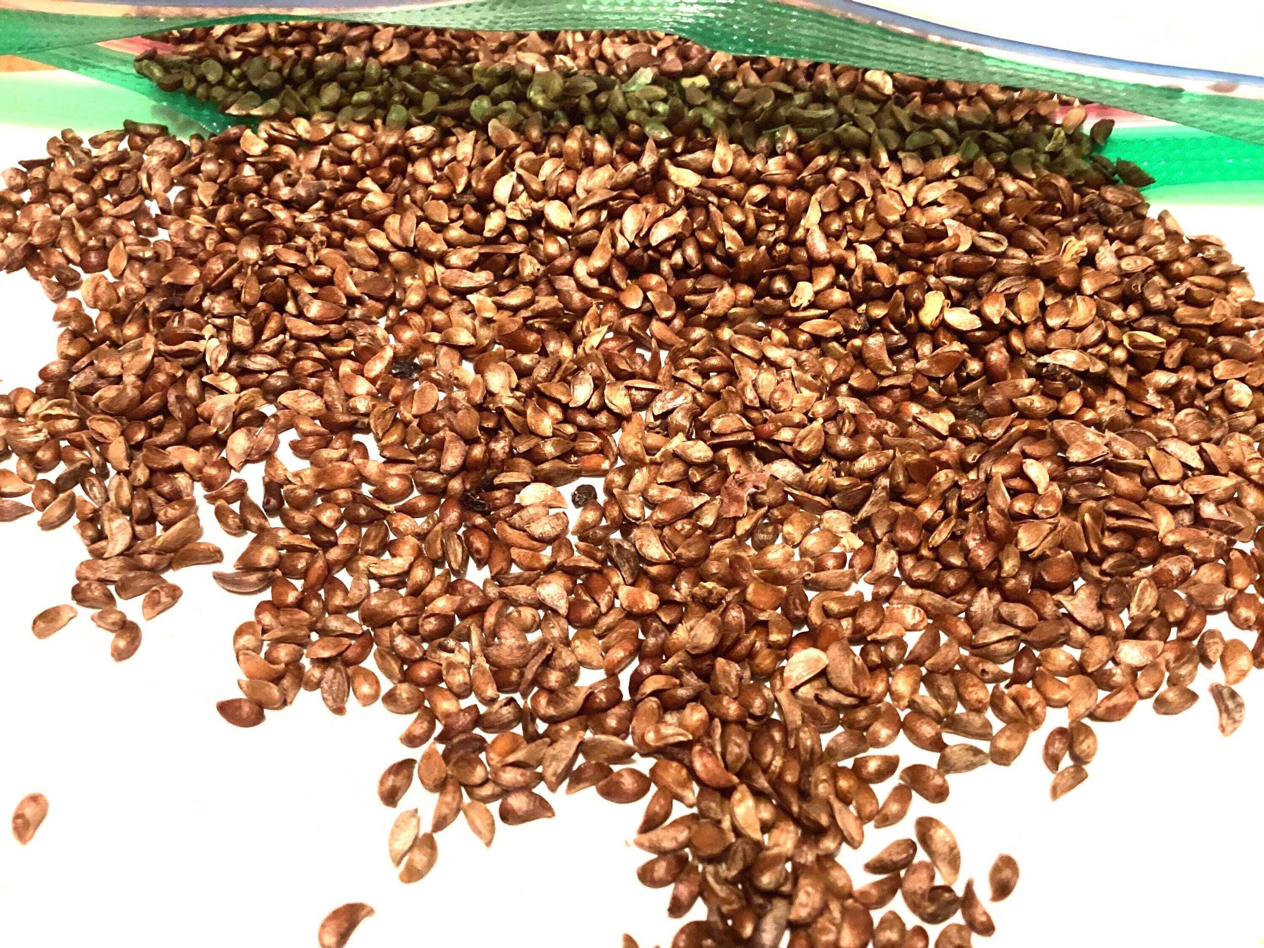 Manchurian Crabapple Tree Seeds (MALUS BACCATA) (Chinese Crab Apple ...