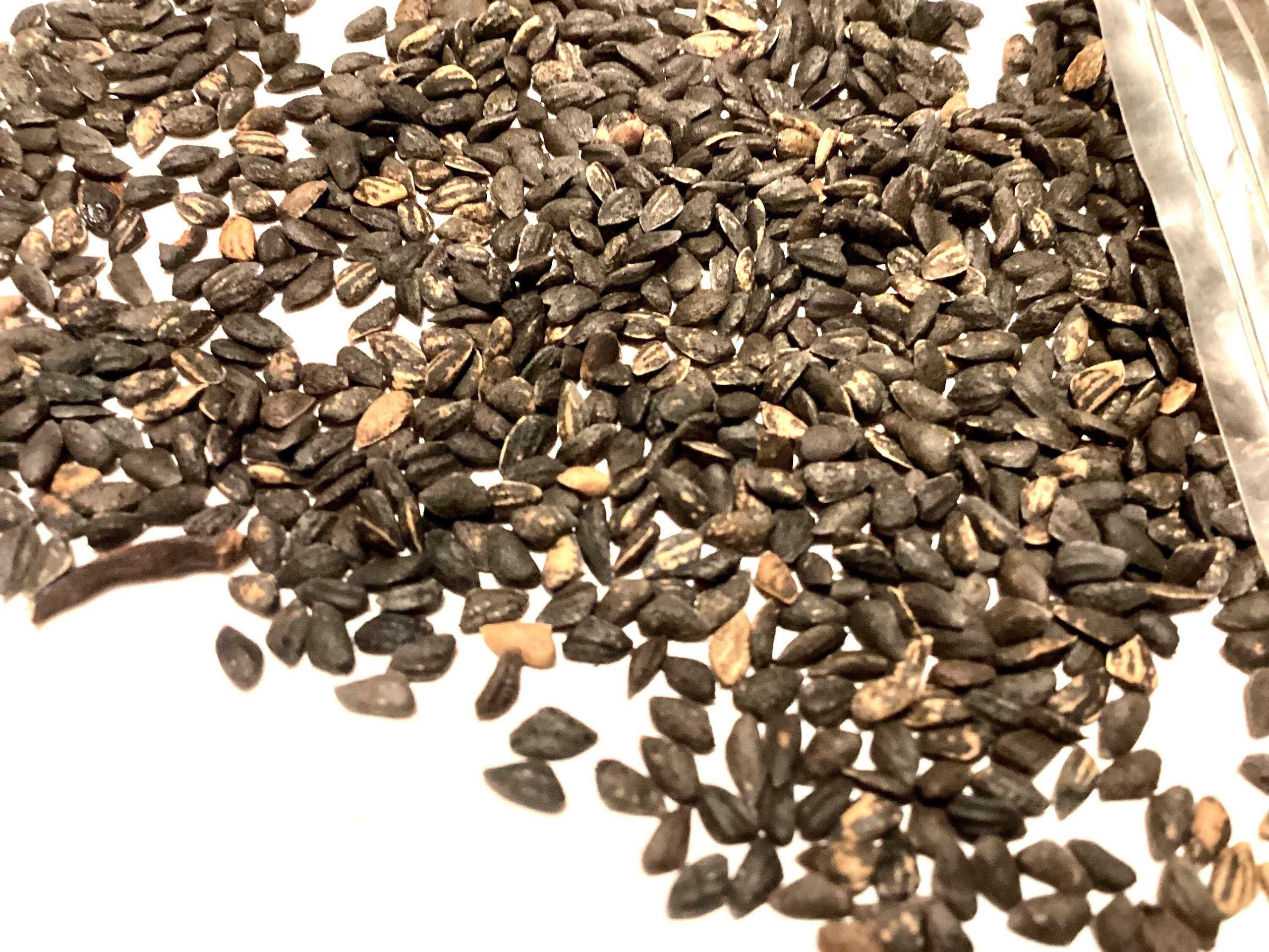 Black Pine Tree Seeds (PINUS BANKSIANA) (Eastern Jack Pine) (Jack Pine) (Gray Pine) (Scrub Pine ...