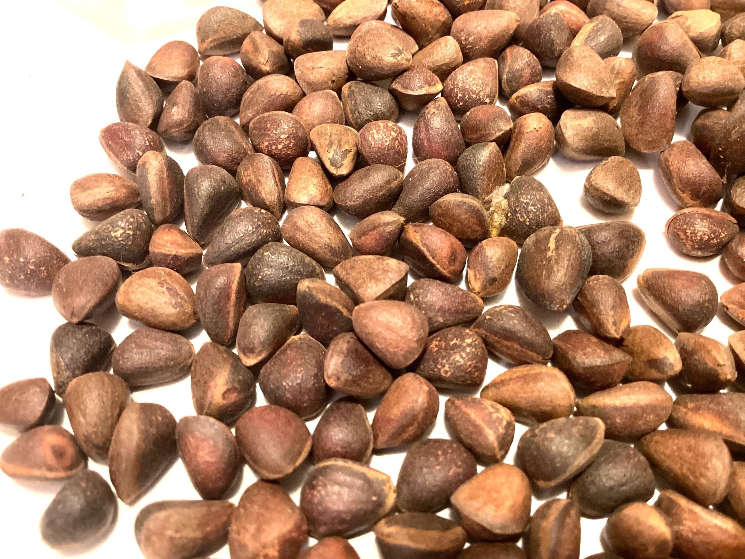 Japanese Stone Pine Tree Seeds (PINUS PUMILA) (Dwarf Siberian Pine ...