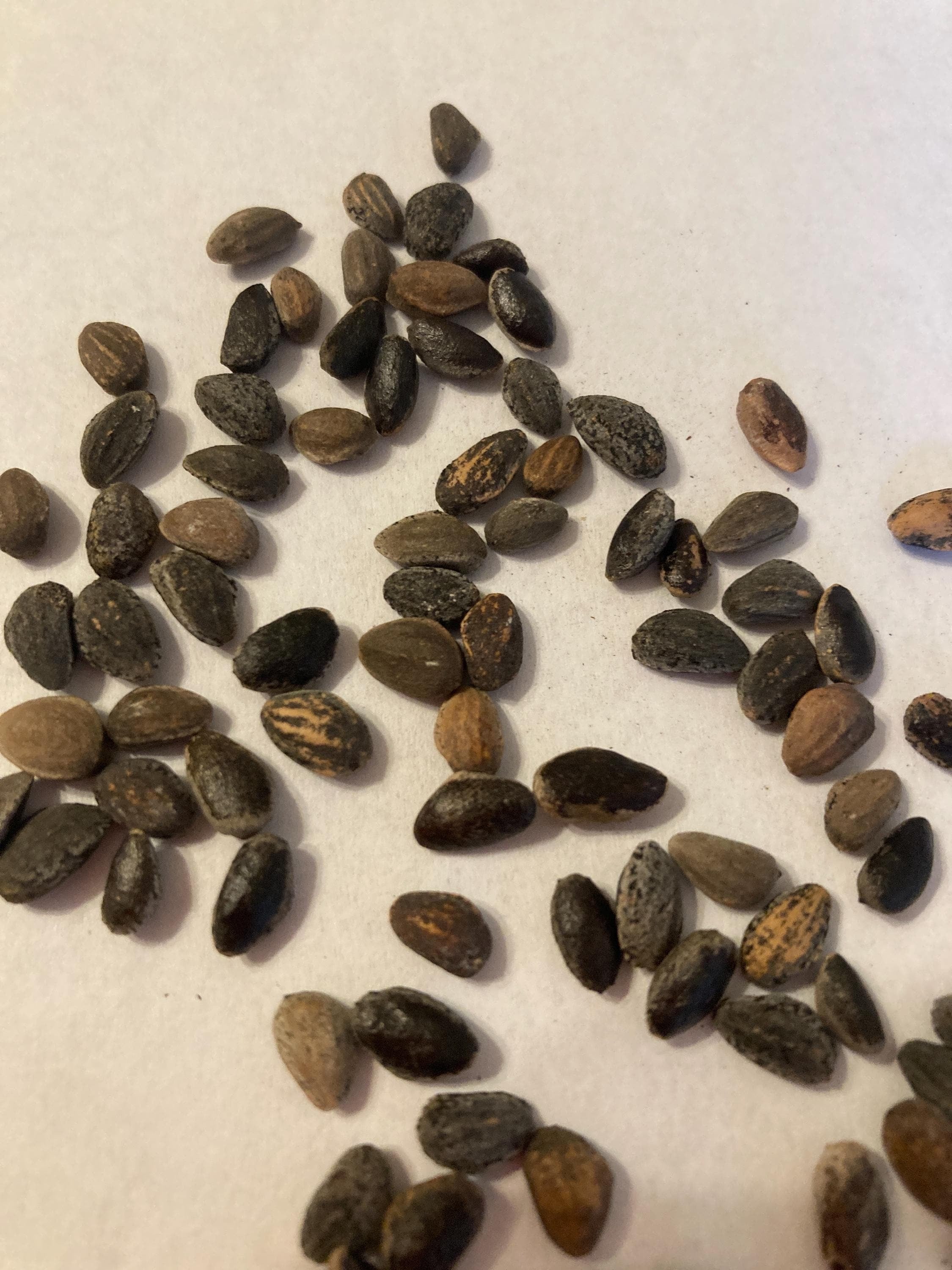 Cluster Pine Tree Seeds (PINUS PINASTER) (Maritime Pine) | TreeSeedMan ...