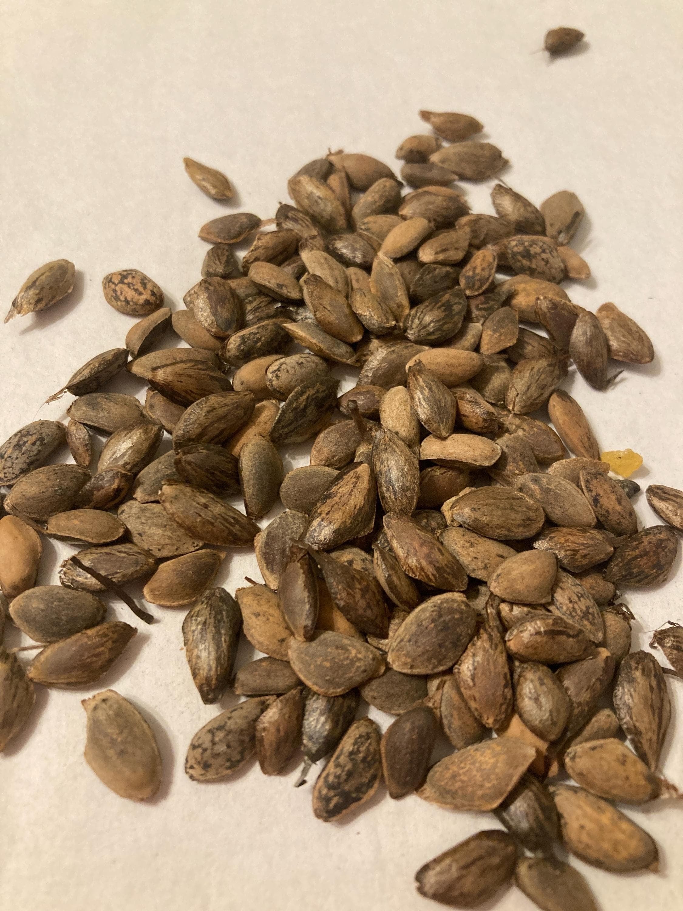 Longleaf Indian Pine Tree Seeds (PINUS ROXBURGHII) (Chirr Pine, Salli ...