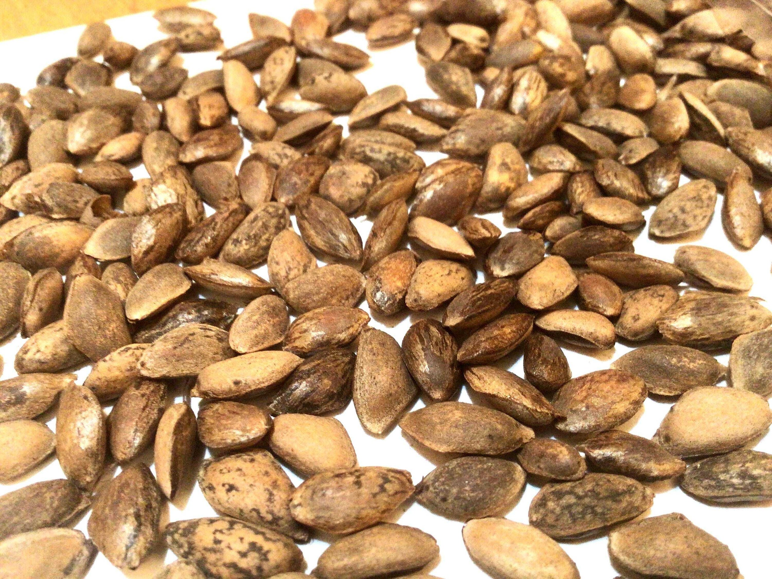 Longleaf Indian Pine Tree Seeds (PINUS ROXBURGHII) (Chirr Pine) (Salli ...