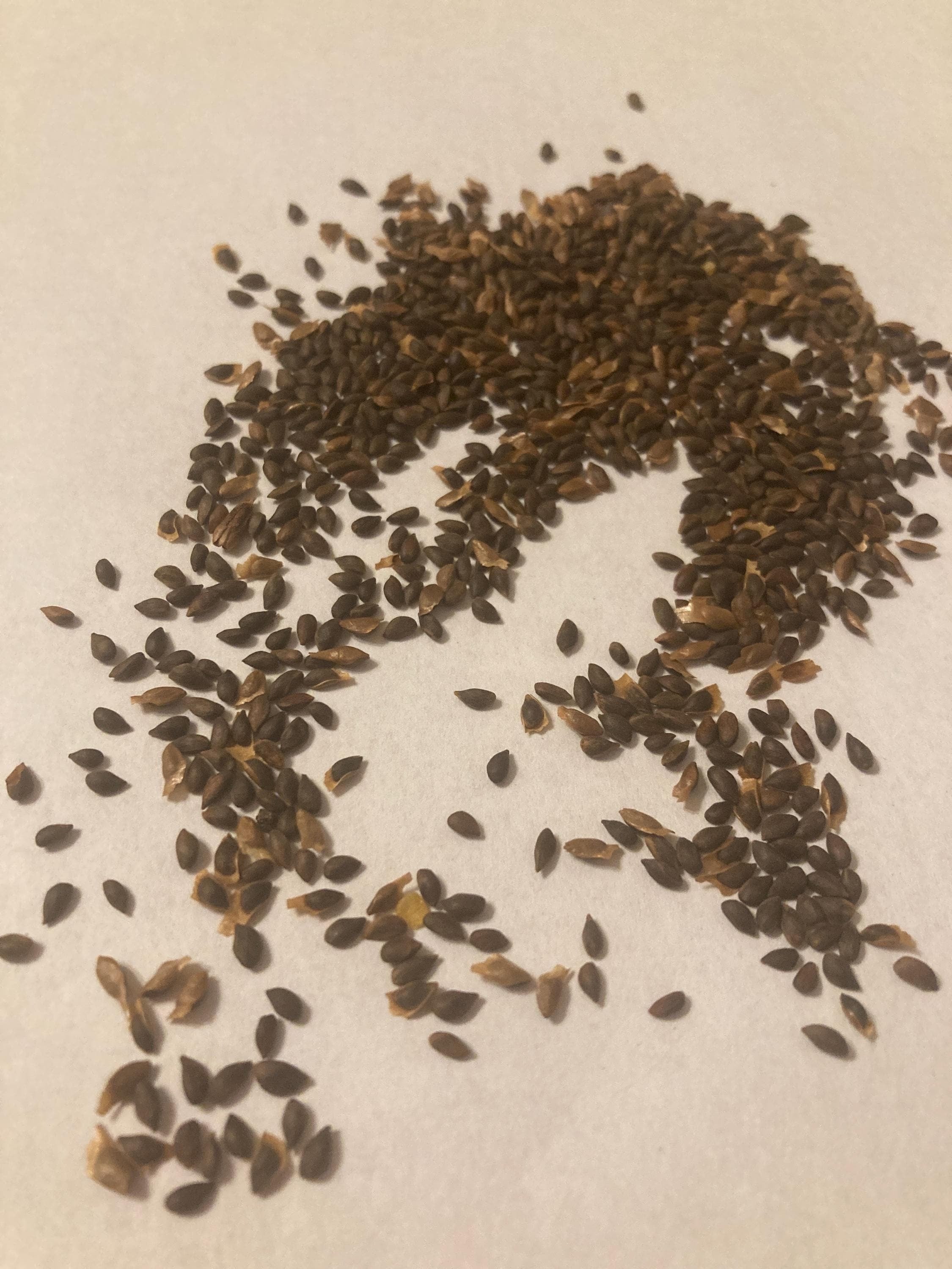 Siberian Spruce Tree Seeds (PICEA OBOVATA) | TreeSeedMan.Com TREE ...