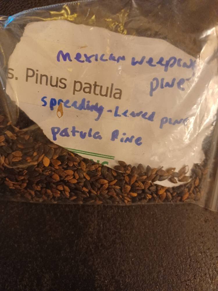 Spreading-Leaved Pine Tree Seeds (pinus patula) | TreeSeedMan.Com TREE ...