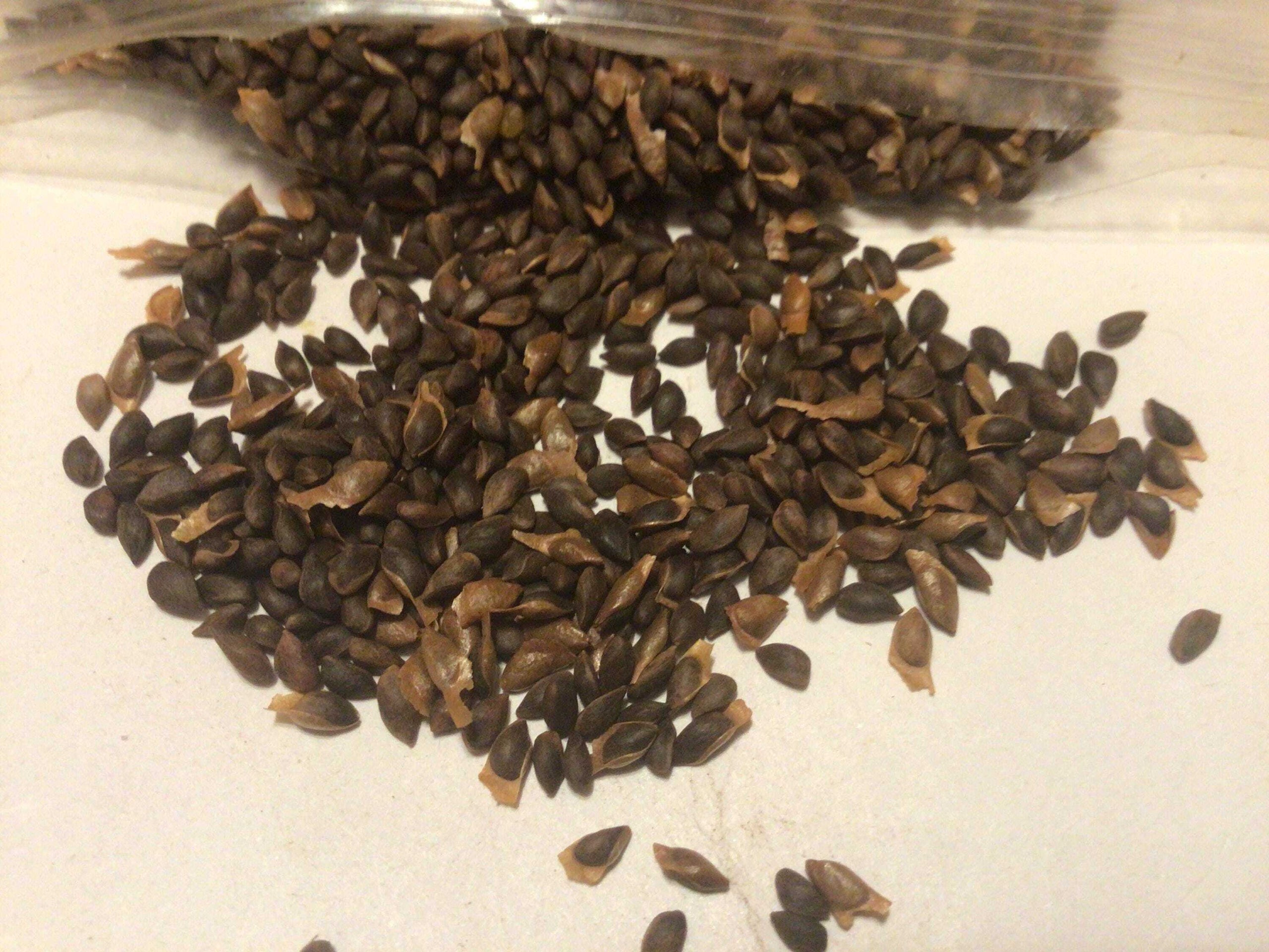 Siberian Spruce Tree Seeds (PICEA OBOVATA) | TreeSeedMan.Com TREE ...