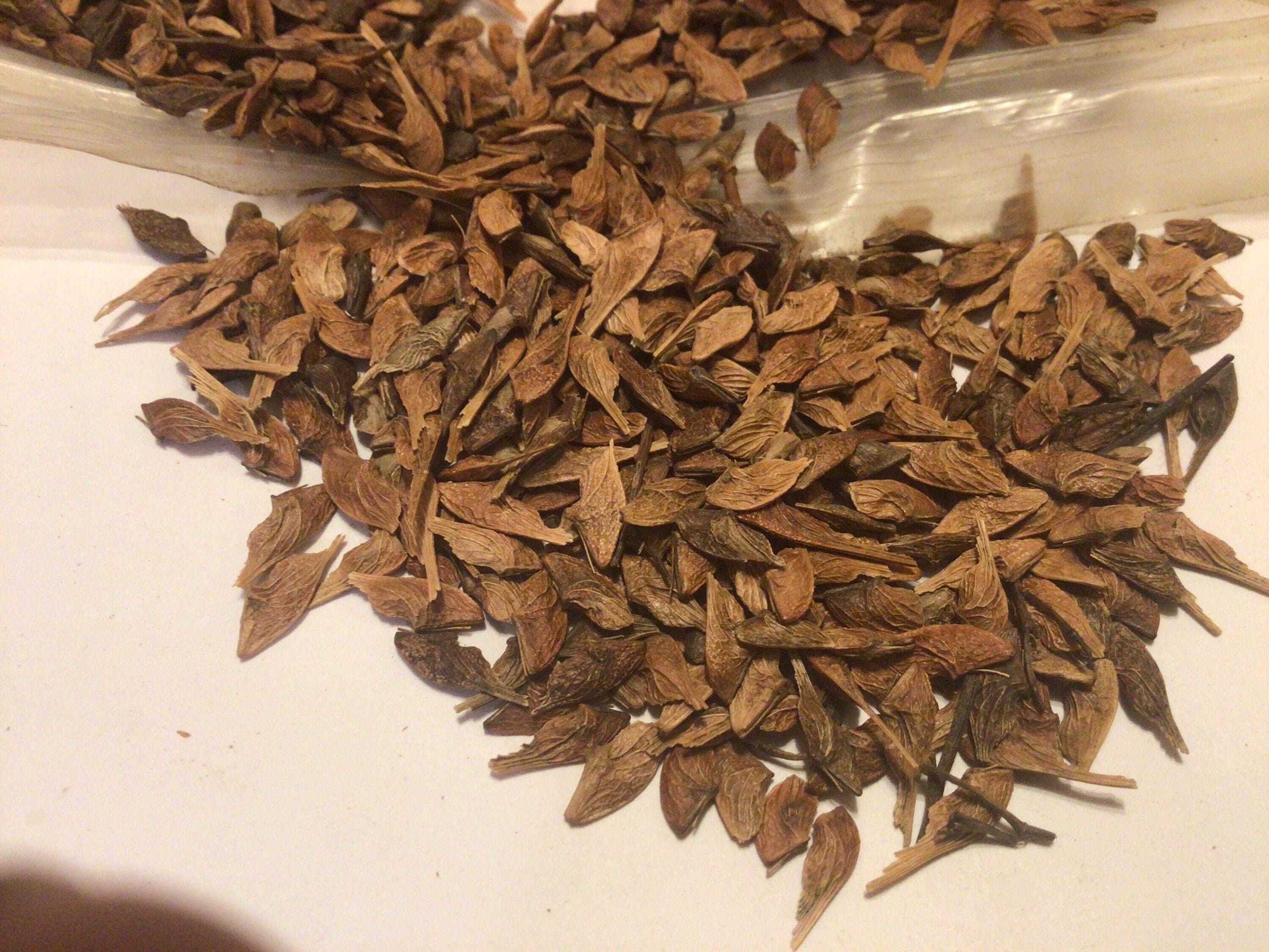 Amur Maple Tree Seeds (ACER GINNALA) (Siberian Maple) | TreeSeedMan.Com ...