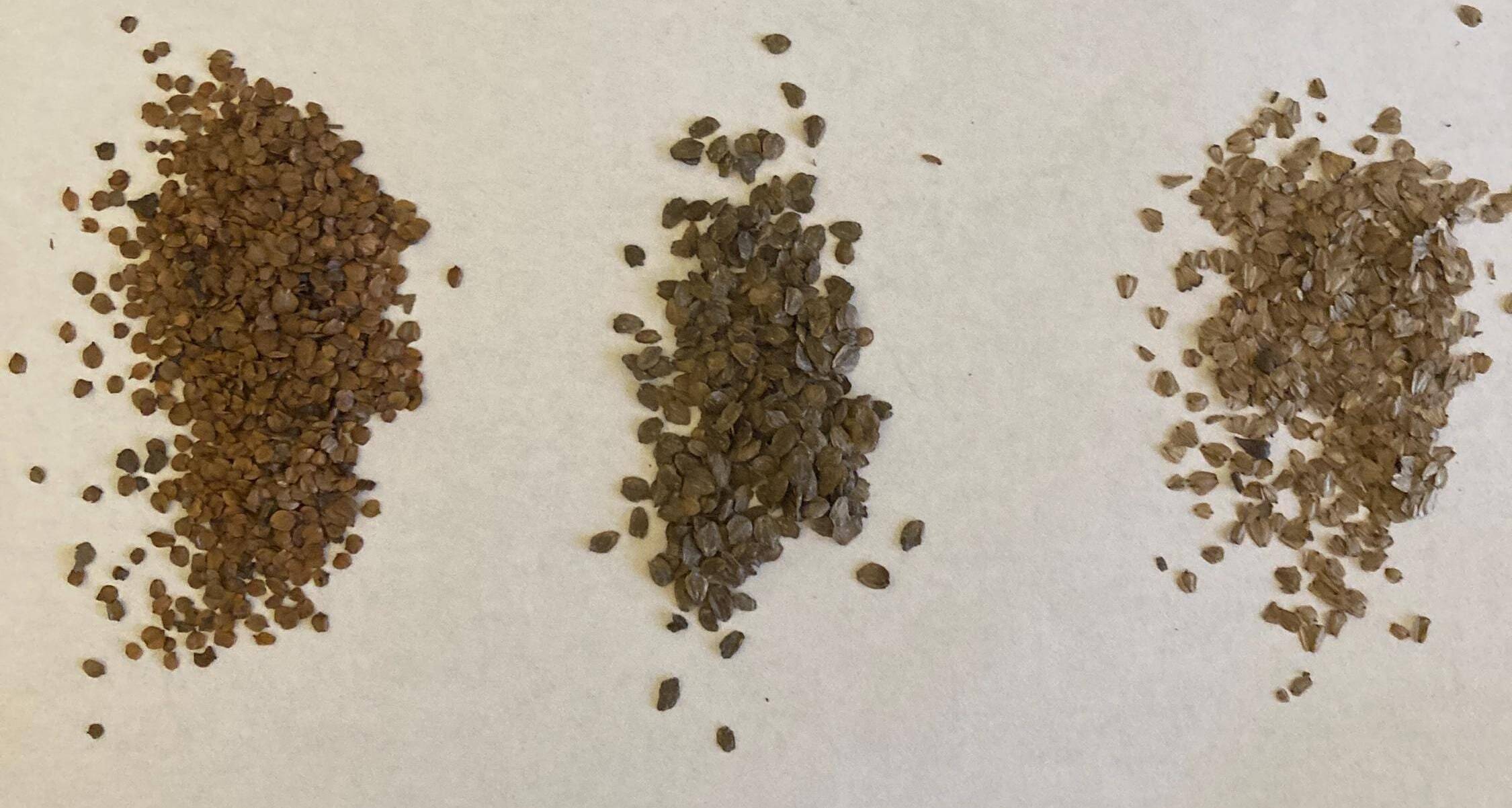 3 types of ALDER TREE SEEDS (per order randomly chosen) (Alnus genus ...