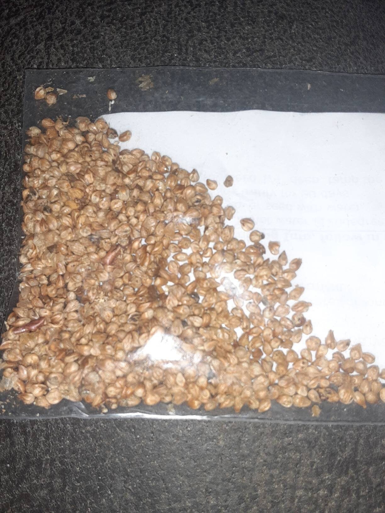 Southern Red Cedar Tree Seeds | TreeSeedMan.Com TREE, SHRUB & FLOWER ...