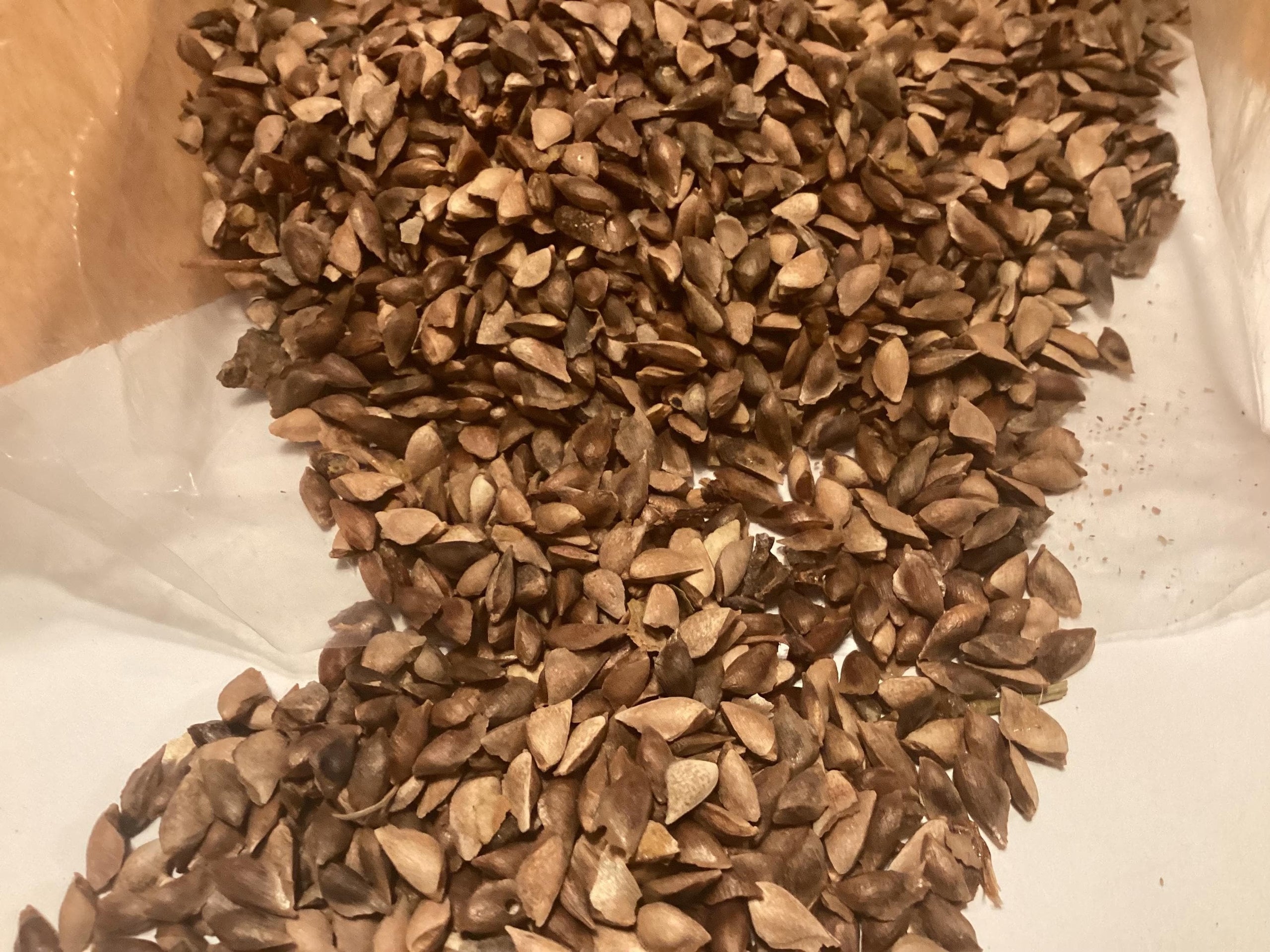 Rocky Mountain Fir Tree Seeds (Pseudotsuga Taxifolia Glauca) (Lincoln ...