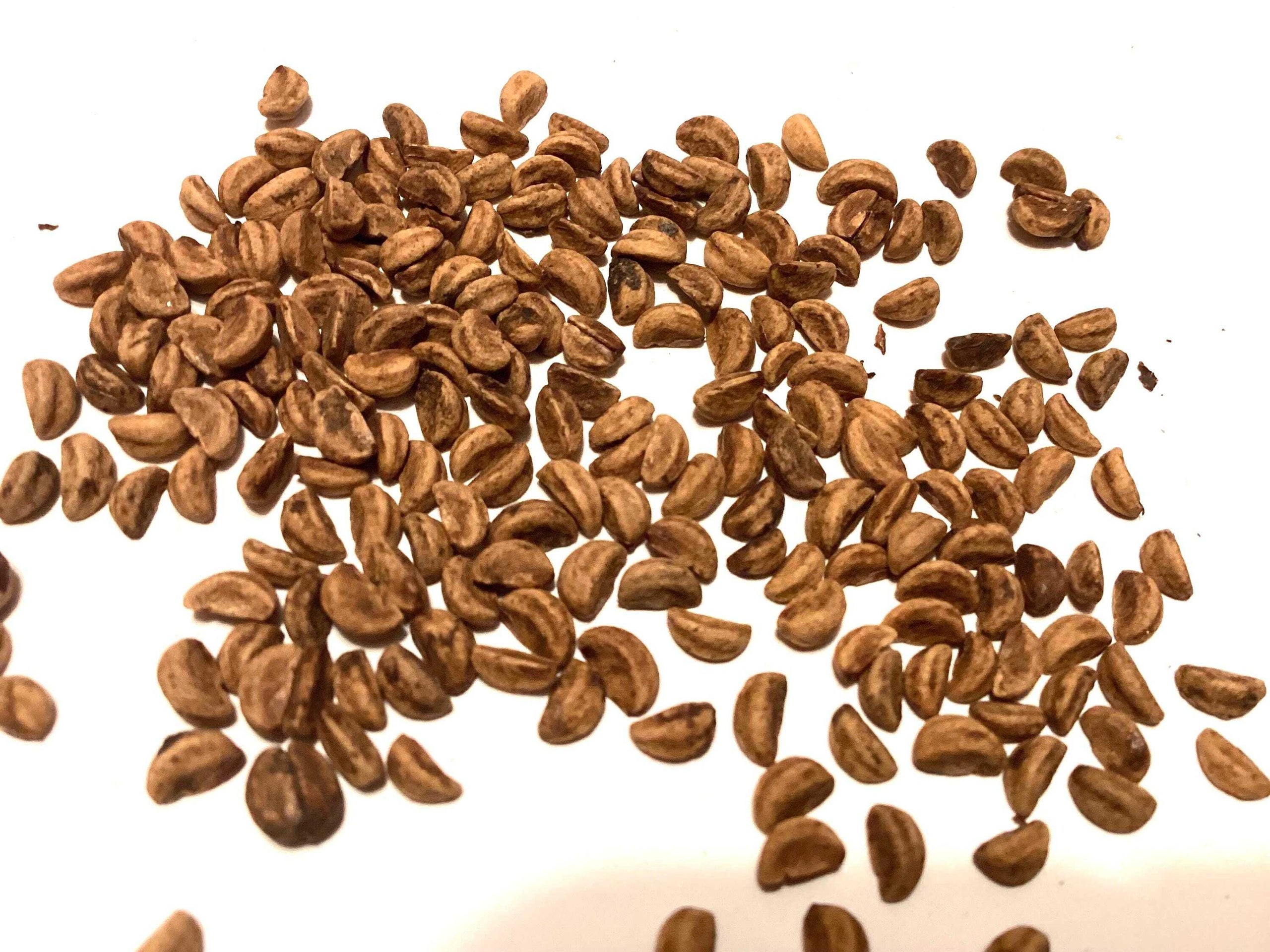 Green Hawthorn Tree Seeds (CRATAEGUS VIRIDIS) | TreeSeedMan.Com TREE ...