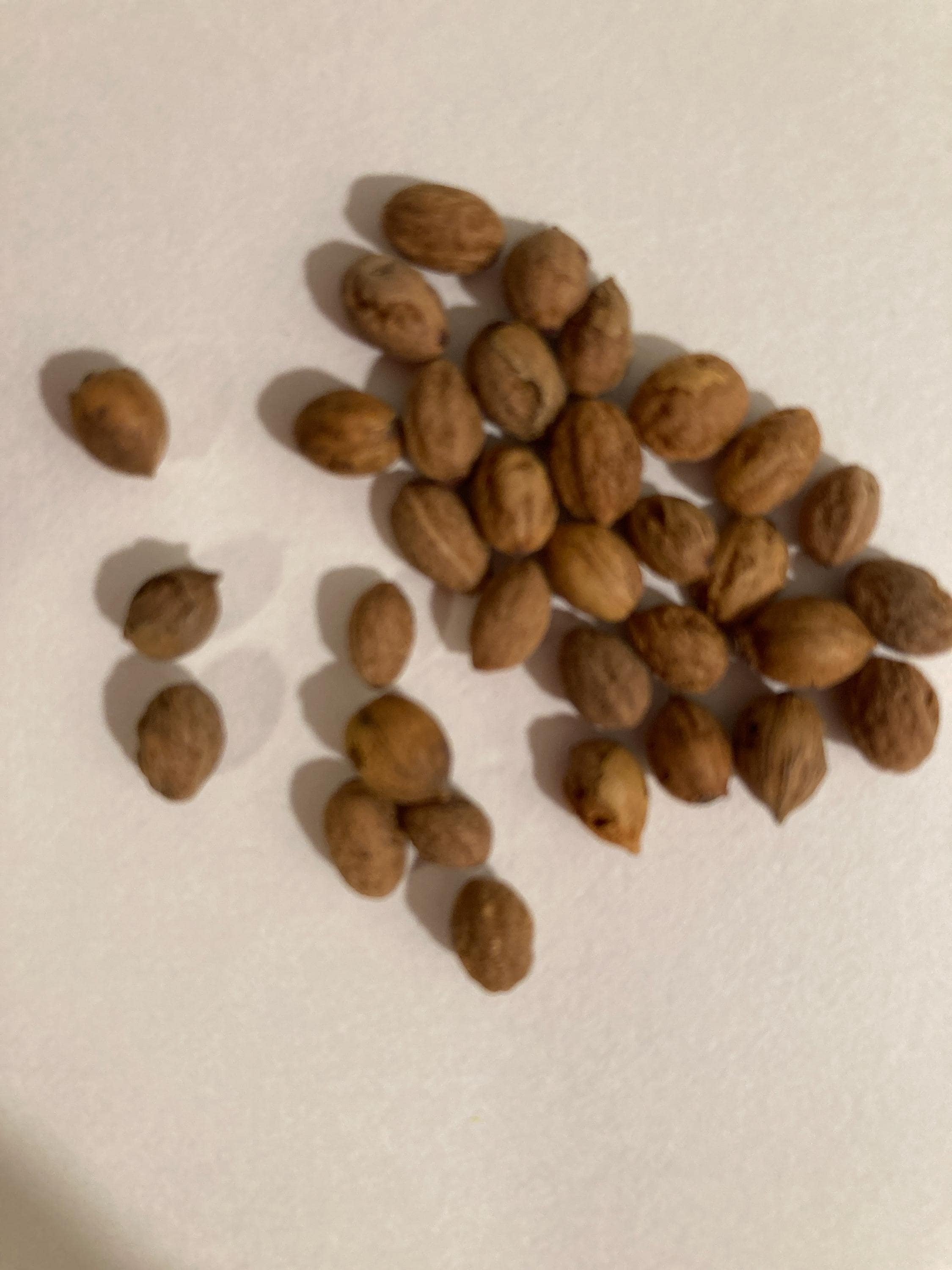 Single-seeded Hawthorn Tree Seeds (CRATAEGUS MONOGYNA) (Oneseed ...