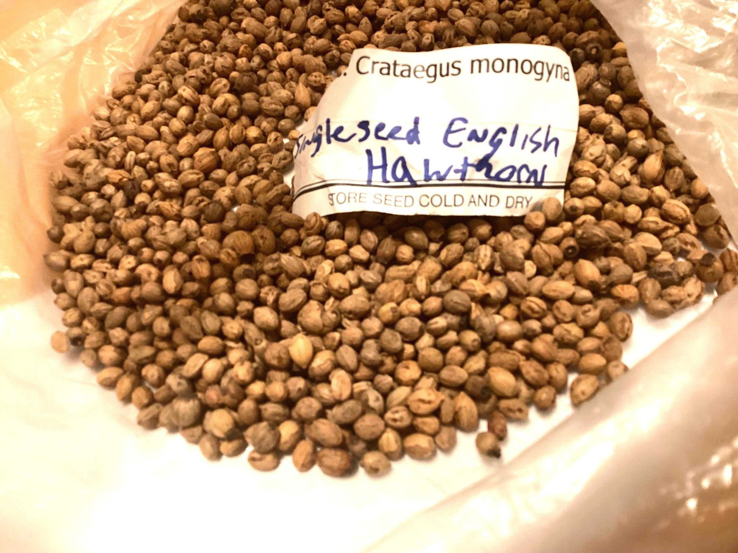 Single-seeded Hawthorn Tree Seeds (CRATAEGUS MONOGYNA) (Oneseed ...