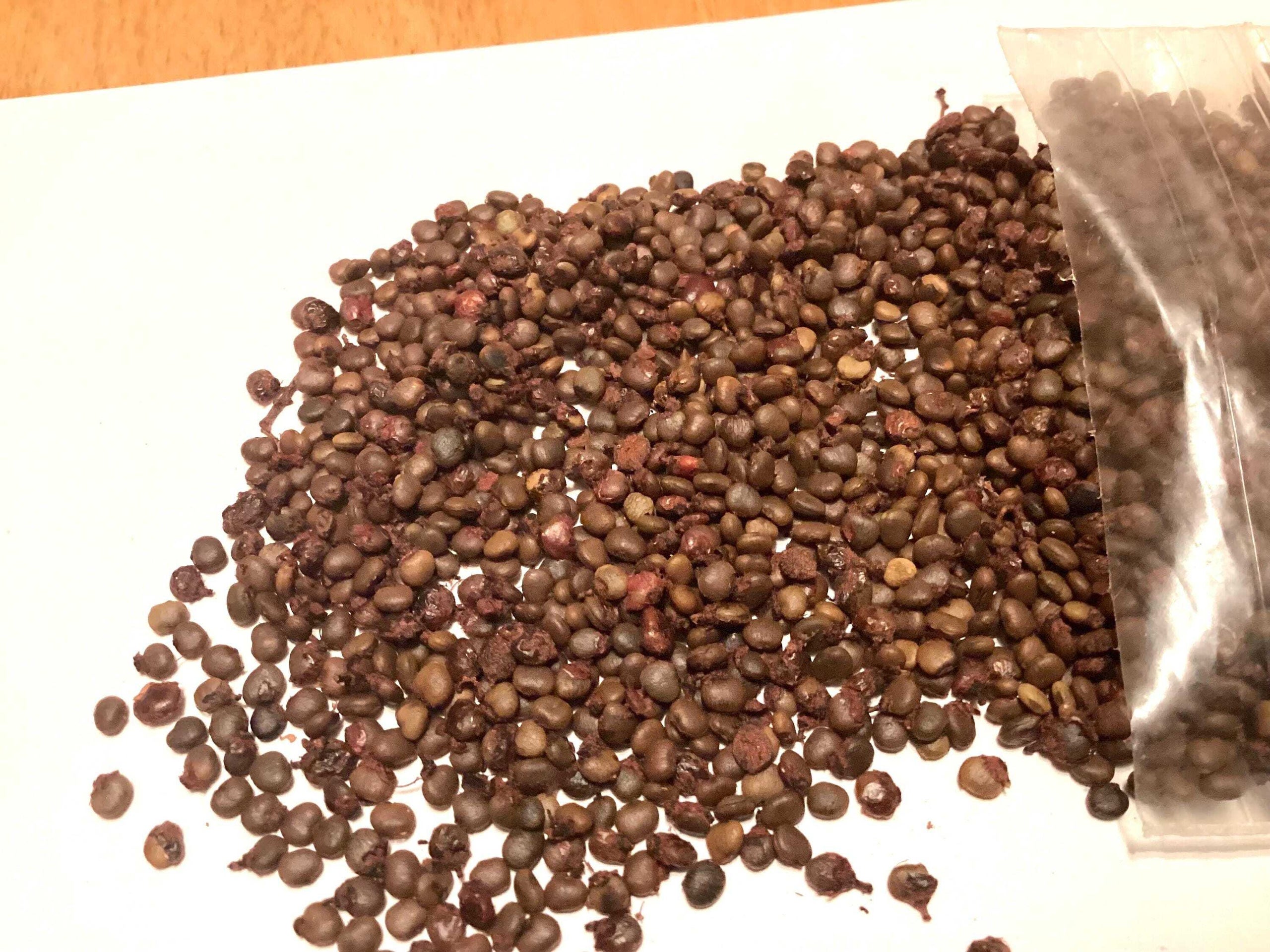 Punjab Sumac Tree Seeds (RHUS PUNJABENSIS) | TreeSeedMan.Com TREE ...