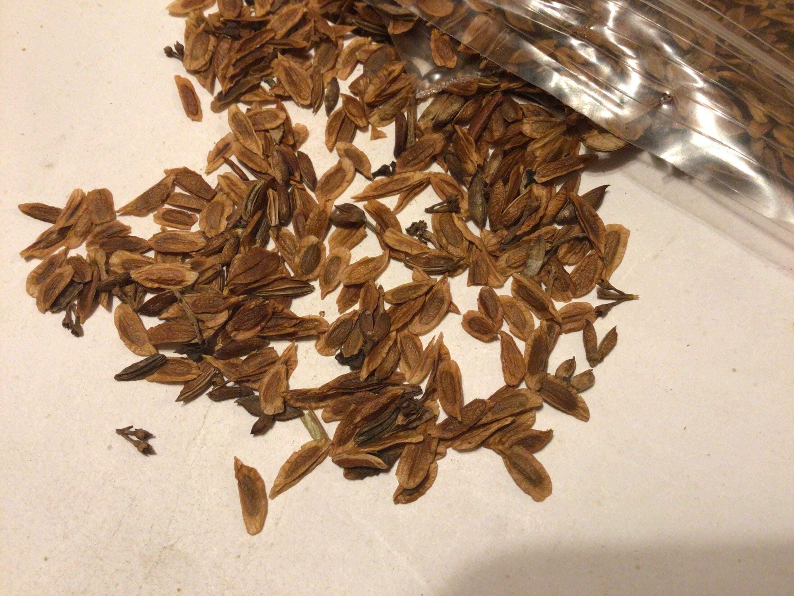 Lilac Tree Seeds (SYRINGA VULGARIS) | TreeSeedMan.Com TREE, SHRUB ...