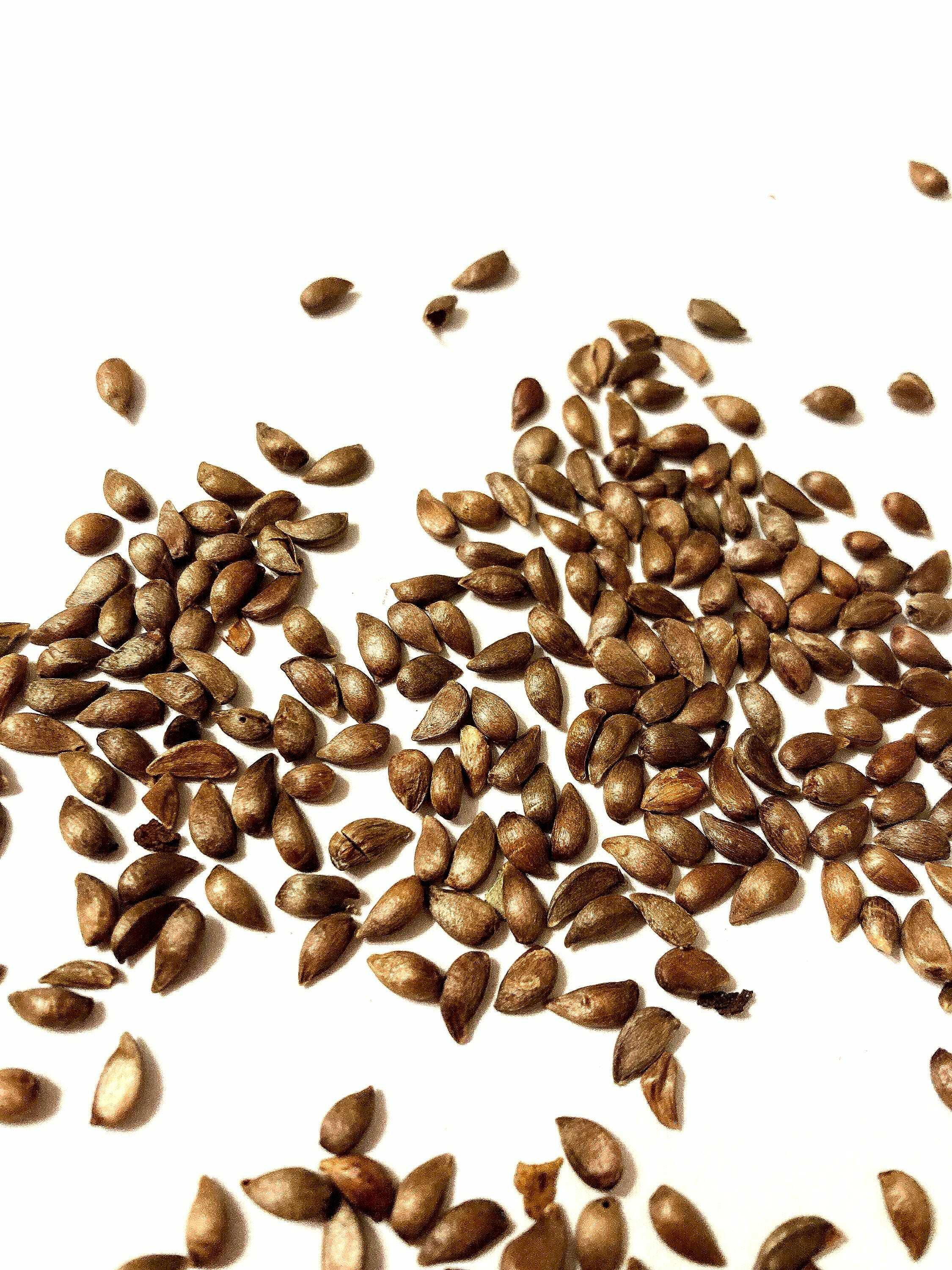 Cherry Crab Apple Tree Seeds (MALUS ROBUSTA) (Robust Apple, Siberian ...