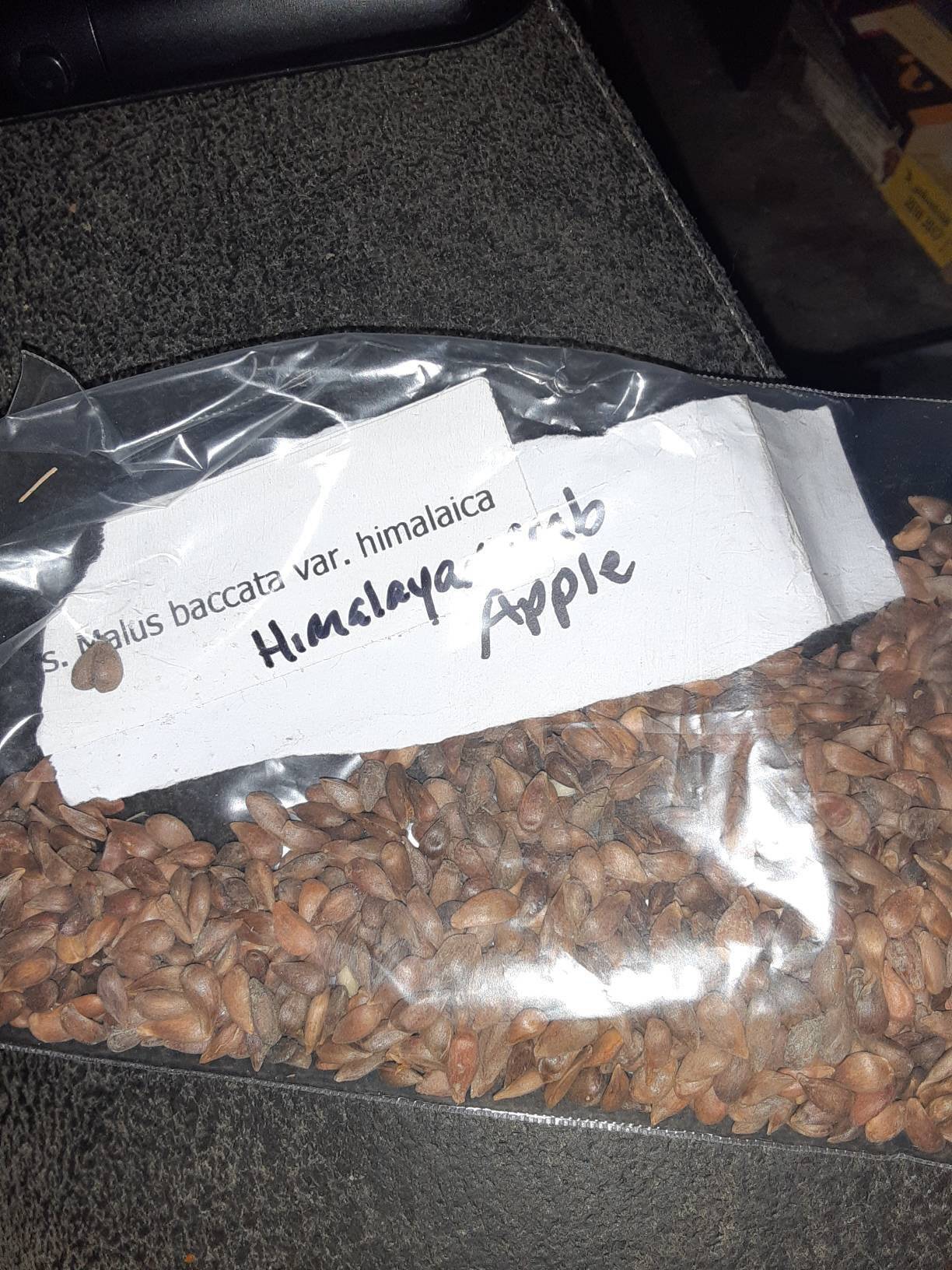 Himalayan Crab Apple Tree Seeds (Malus Baccata Var. Himalaica ...